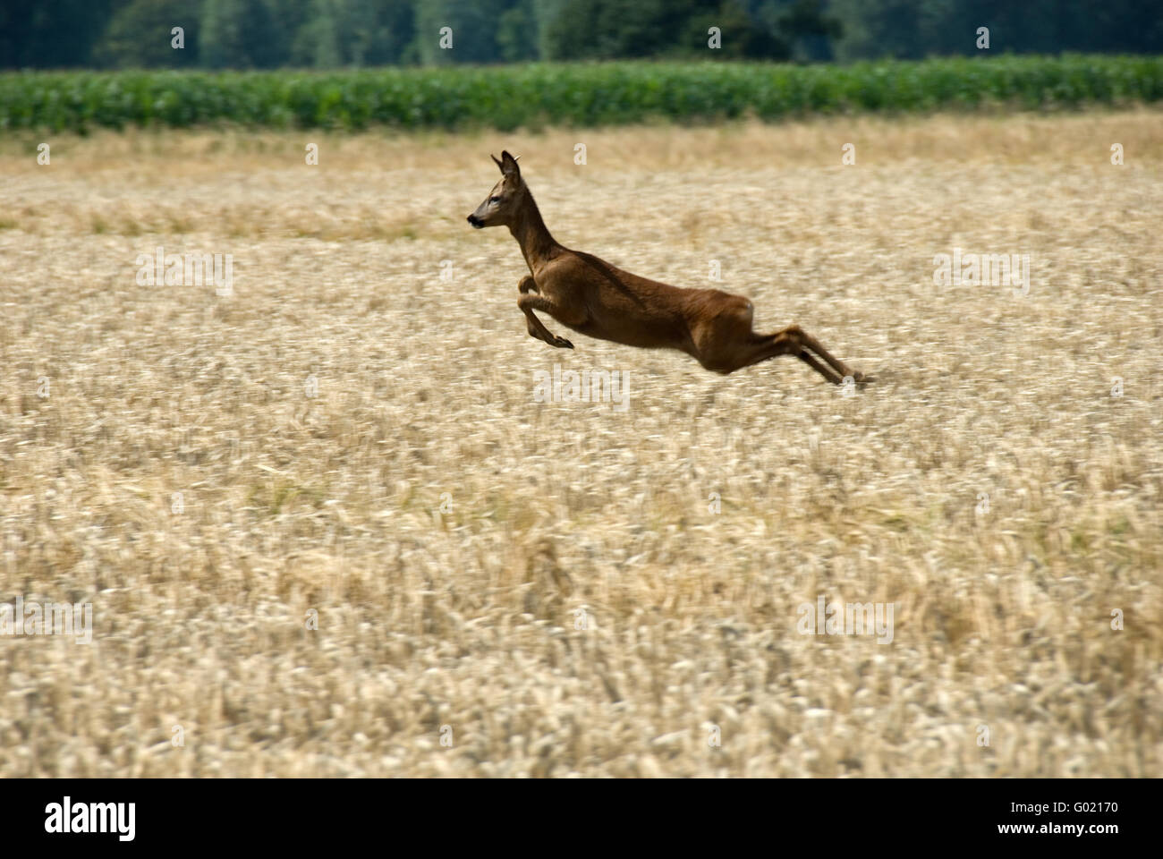 Springendes reh hi-res stock photography and images - Alamy