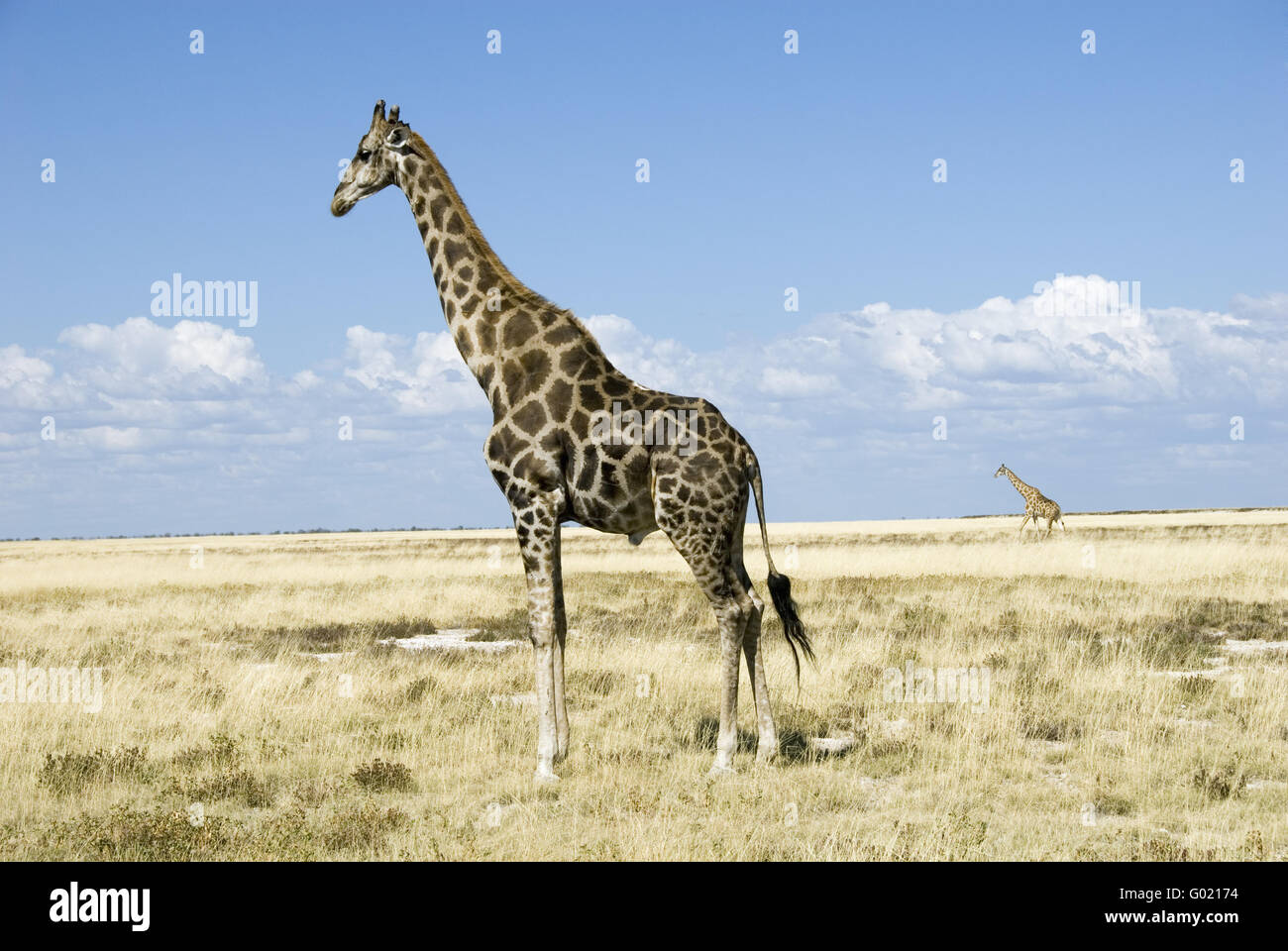 Giraffen giraffe hi-res stock photography and images - Alamy