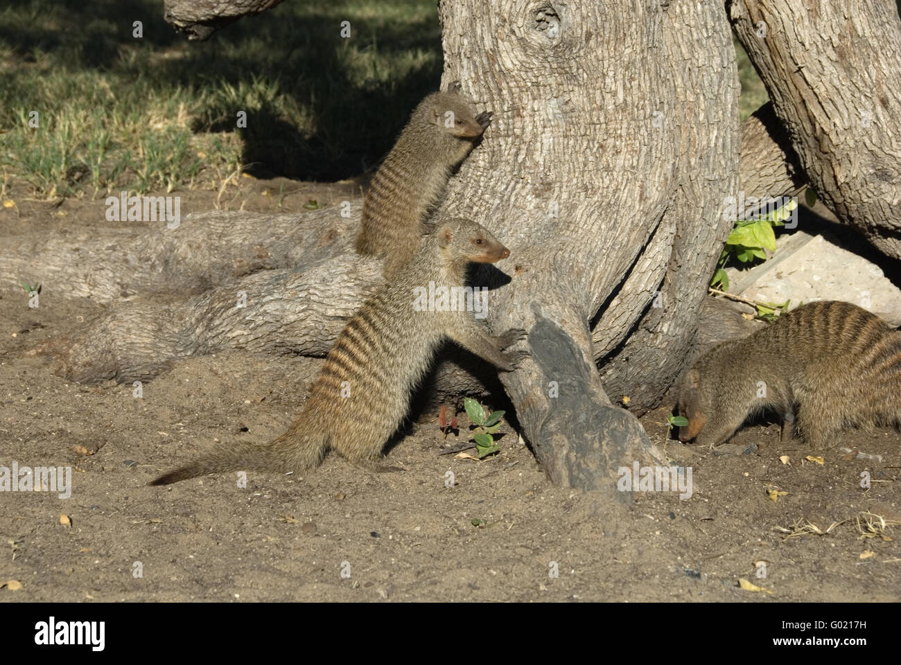 Mongoose hi-res stock photography and images - Alamy