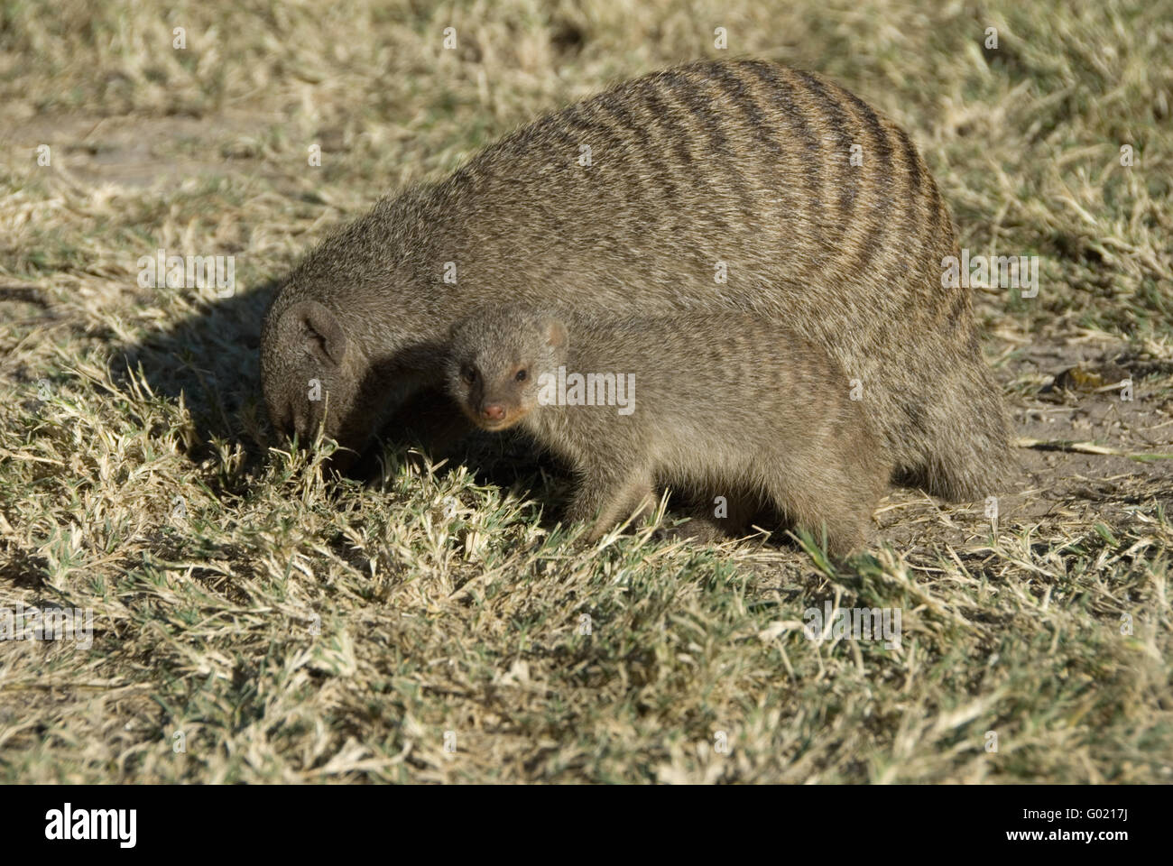 Banded mongoose hi-res stock photography and images - Alamy