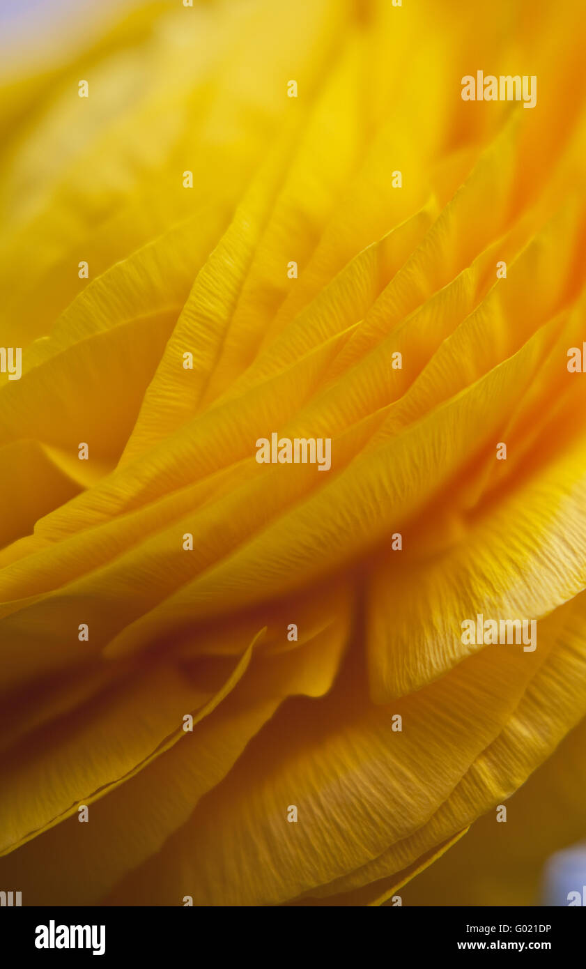 Yellow Persian Buttercup Flower Ranunculus asiaticus Stock Photo - Alamy