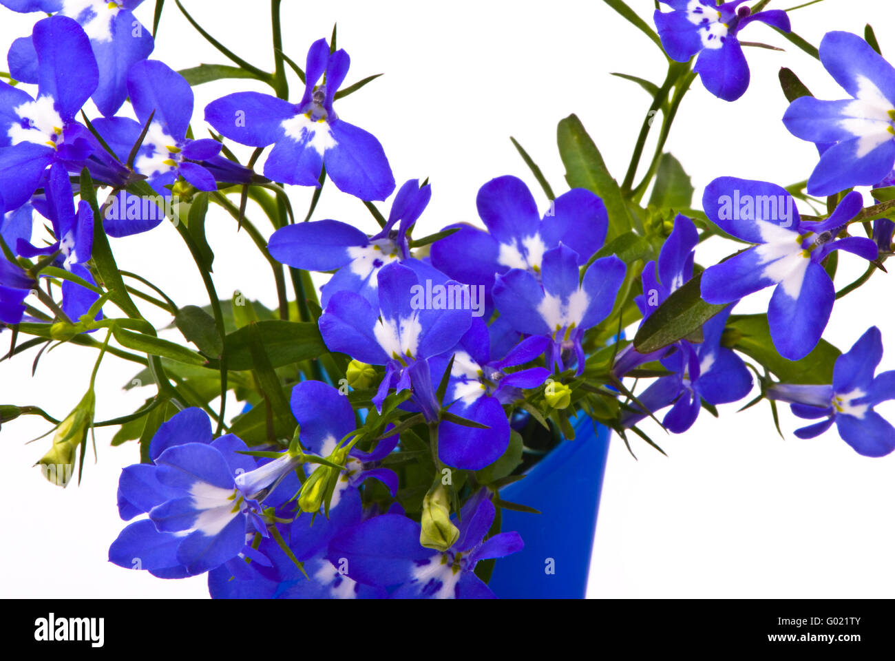 Lobelia background hi-res stock photography and images - Alamy