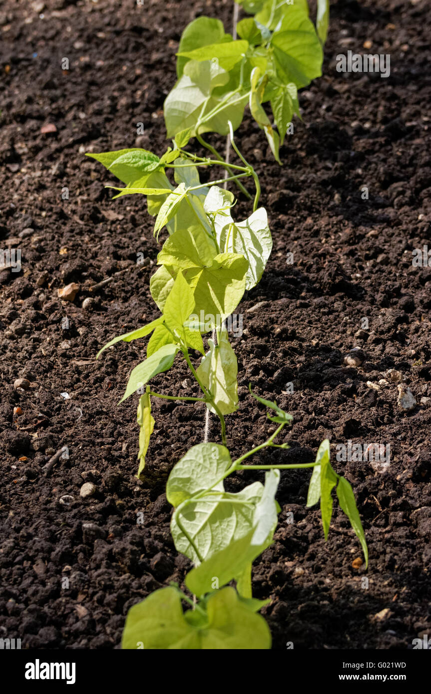 Bean seedlings planted in a soil Stock Photo - Alamy
