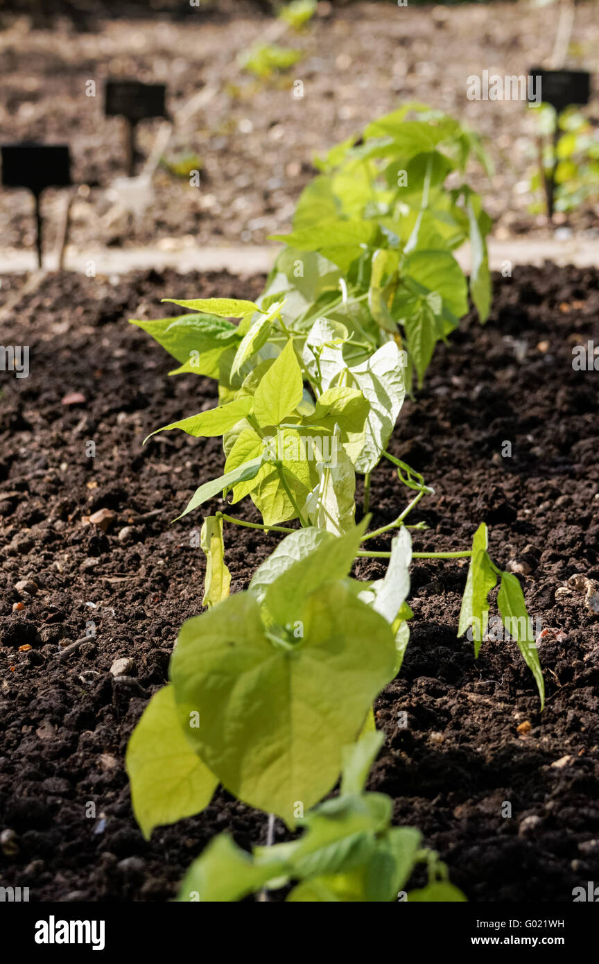 Healthy bean seedling hi-res stock photography and images - Alamy