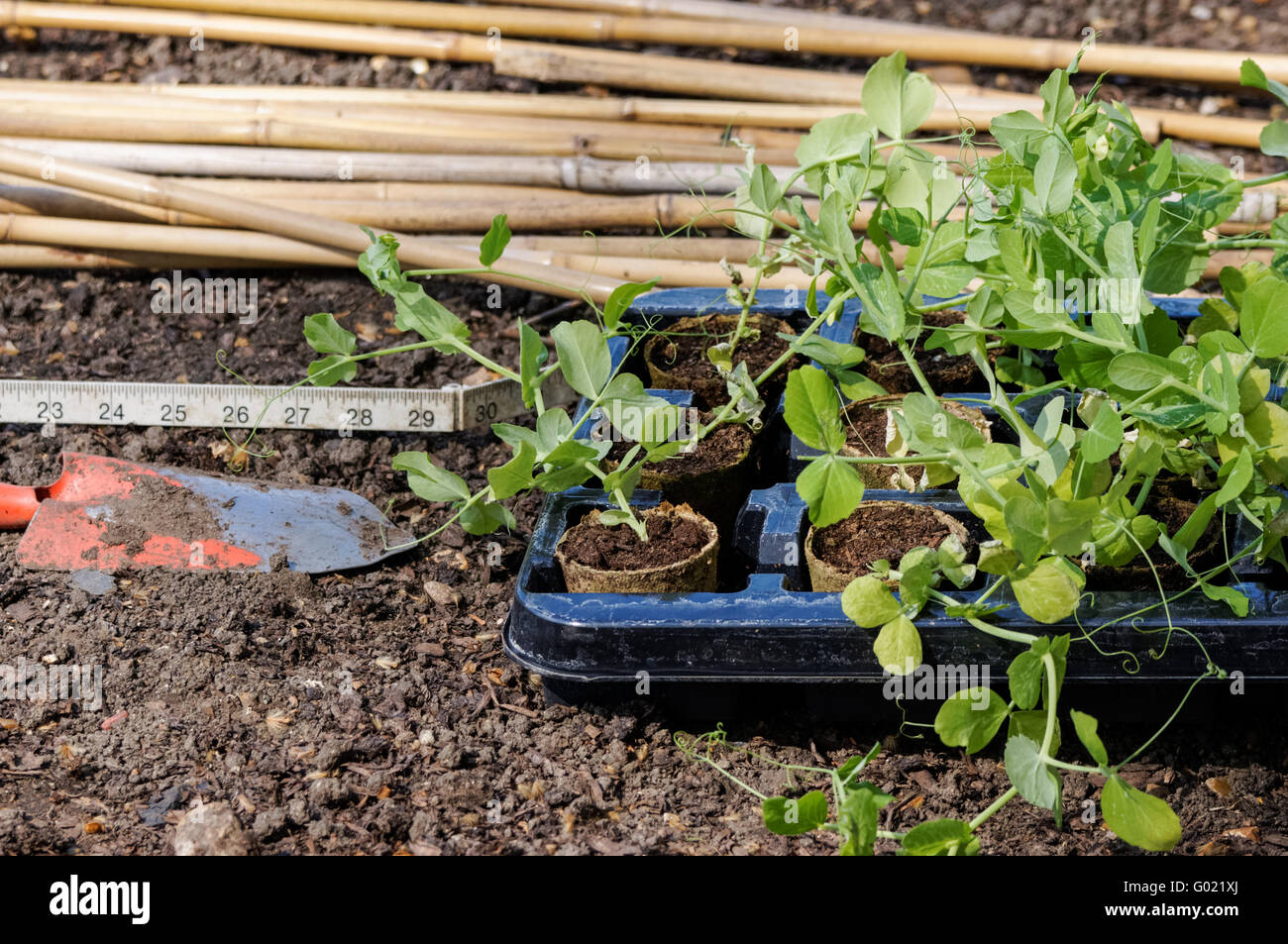 Planting pea plant hi-res stock photography and images - Alamy