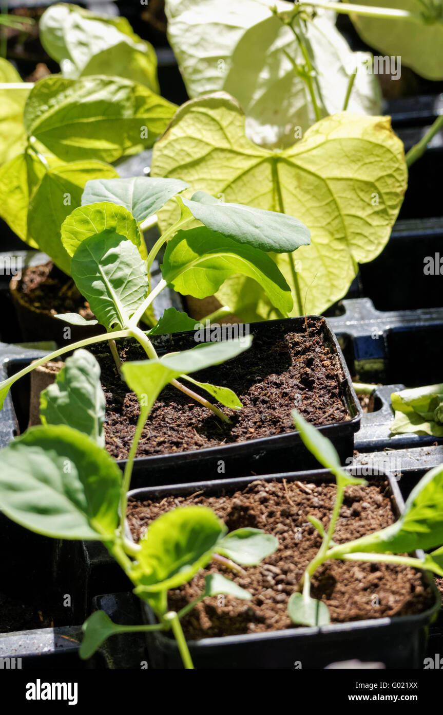 Bean pods growing in hi-res stock photography and images - Alamy