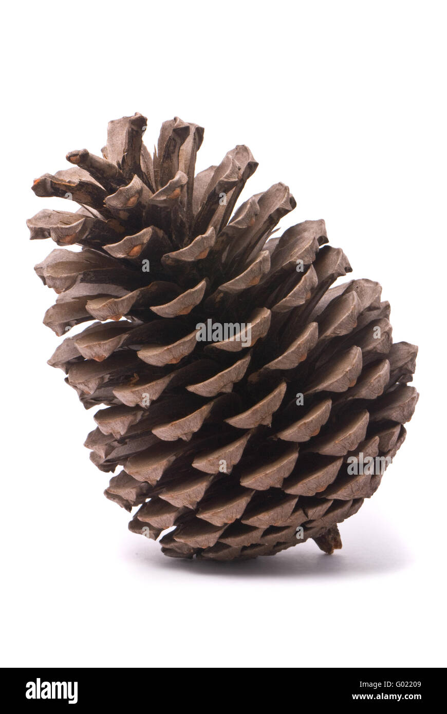 Front view of a pine cone isolated on studio white background Stock ...