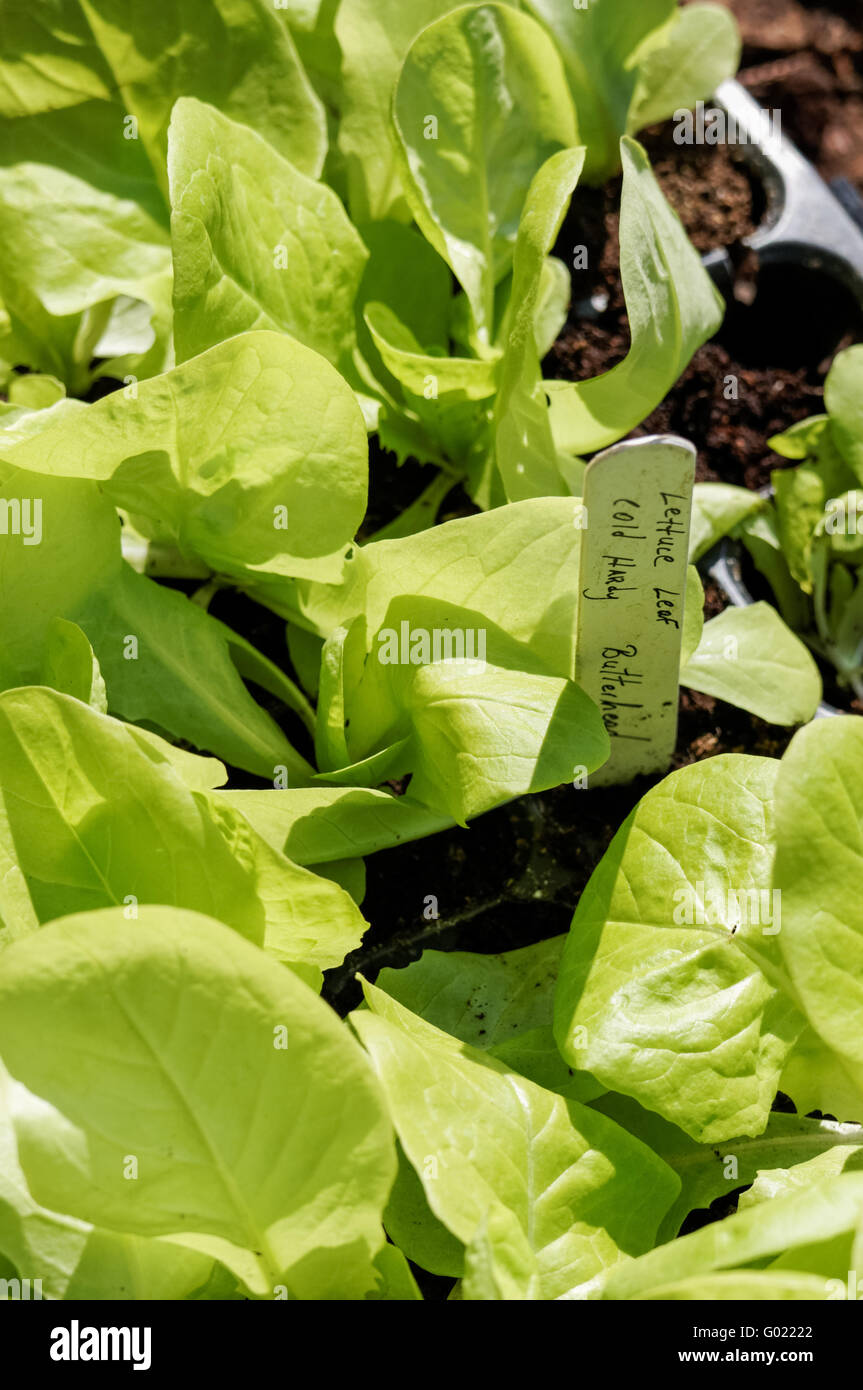 Lettuce seedlings in tray Stock Photo - Alamy
