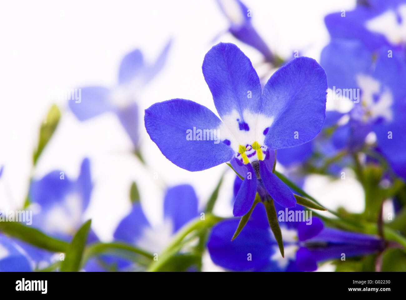 Lobelia background hi-res stock photography and images - Alamy