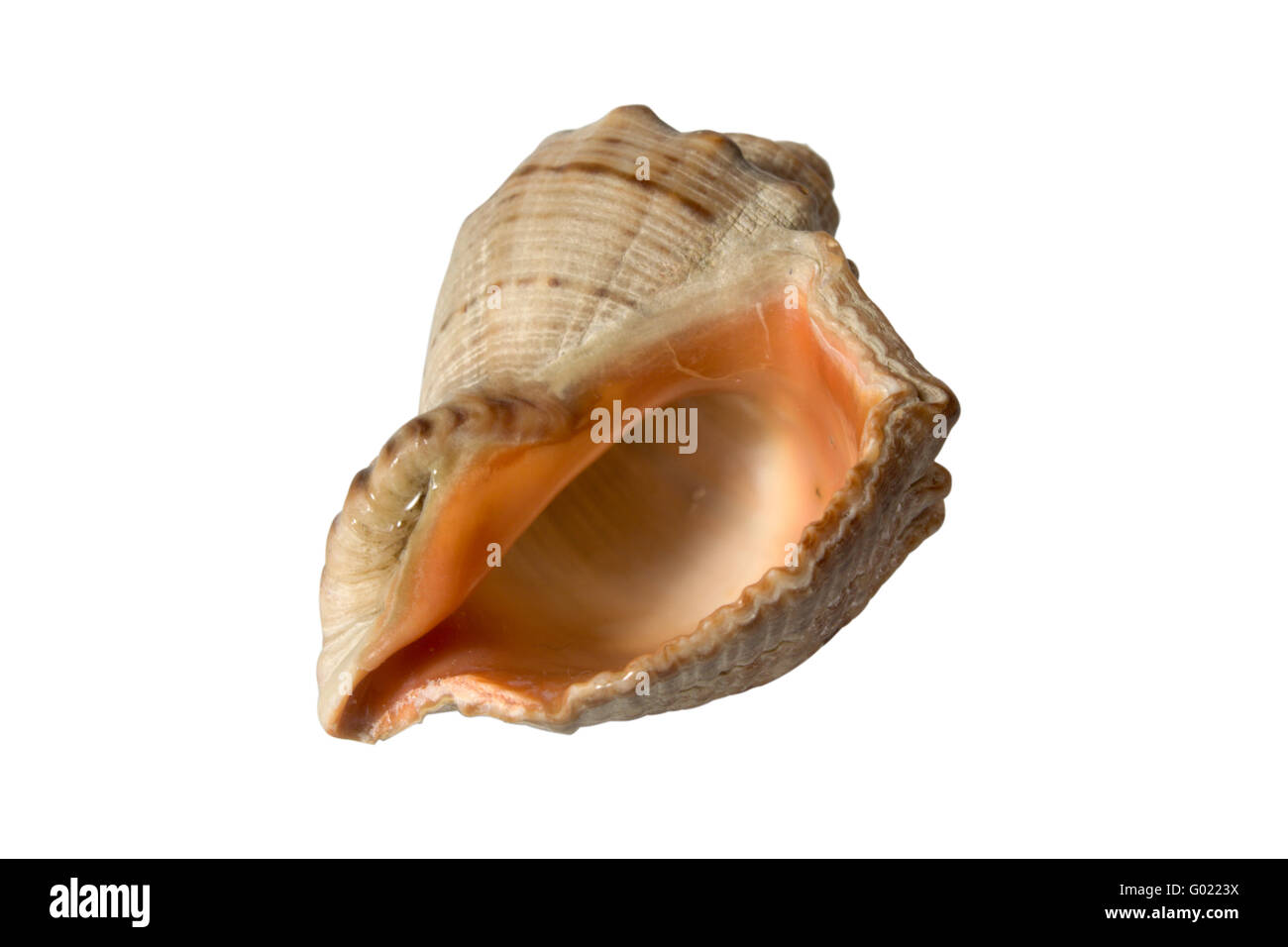 The sea souvenir a cockleshell on a white background is isolated Stock ...