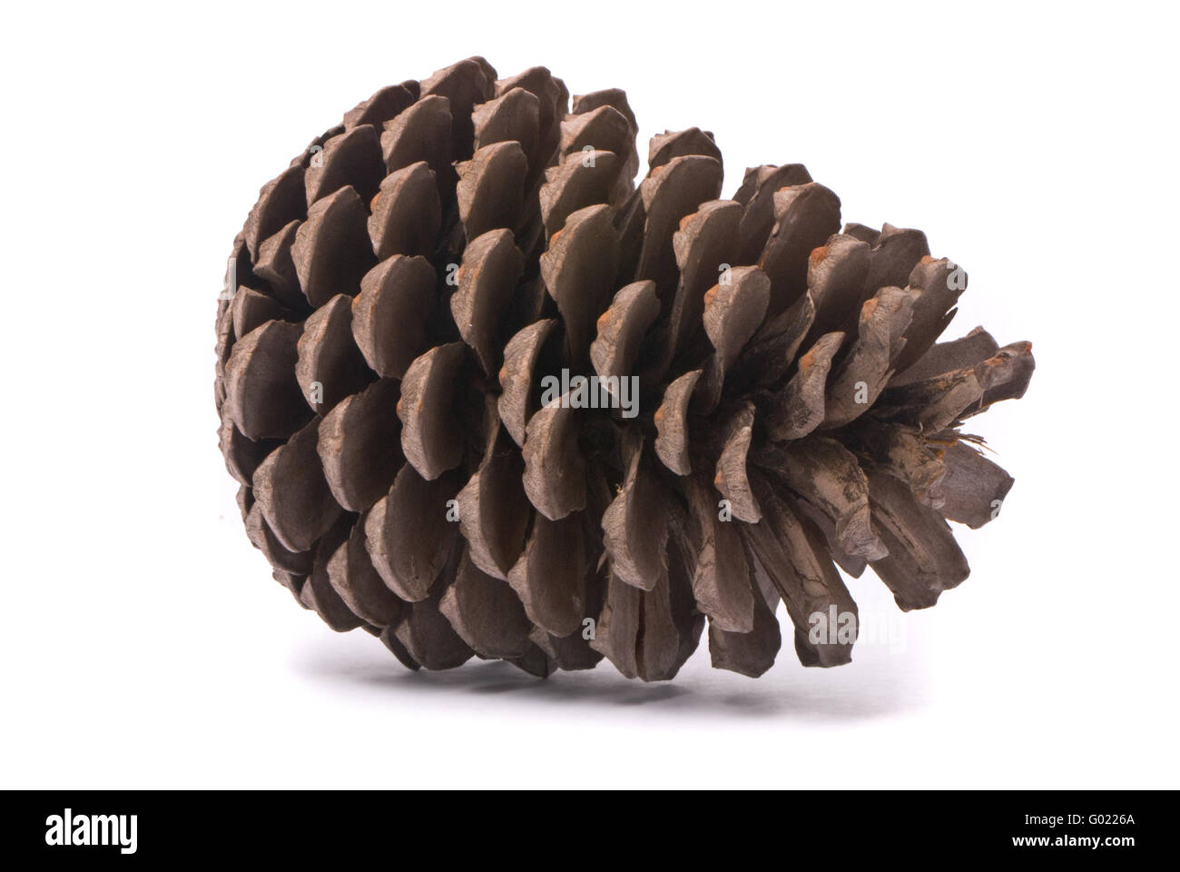 Front view of a pine cone isolated on studio white background Stock ...