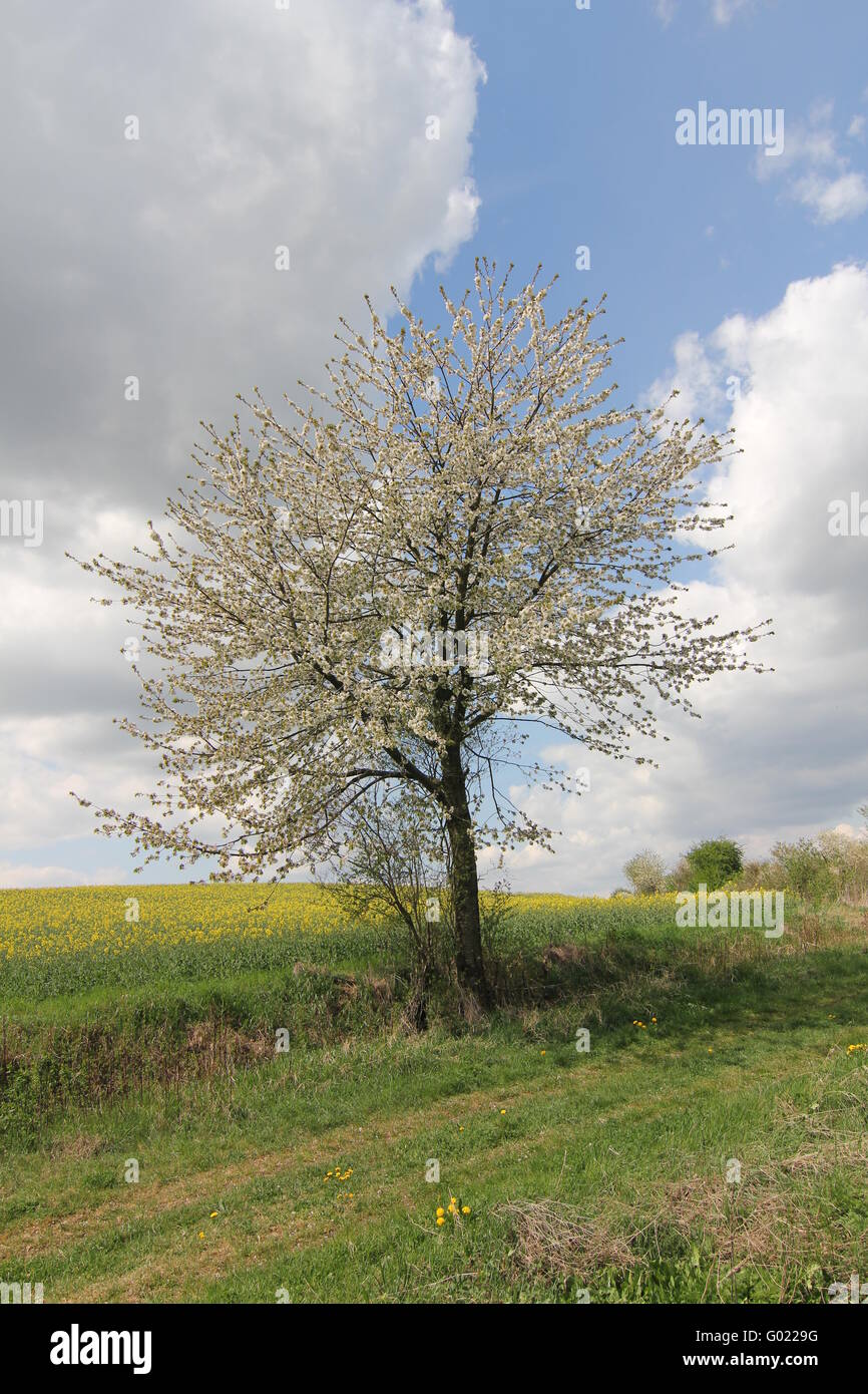 Blooming tree in spring Stock Photo - Alamy