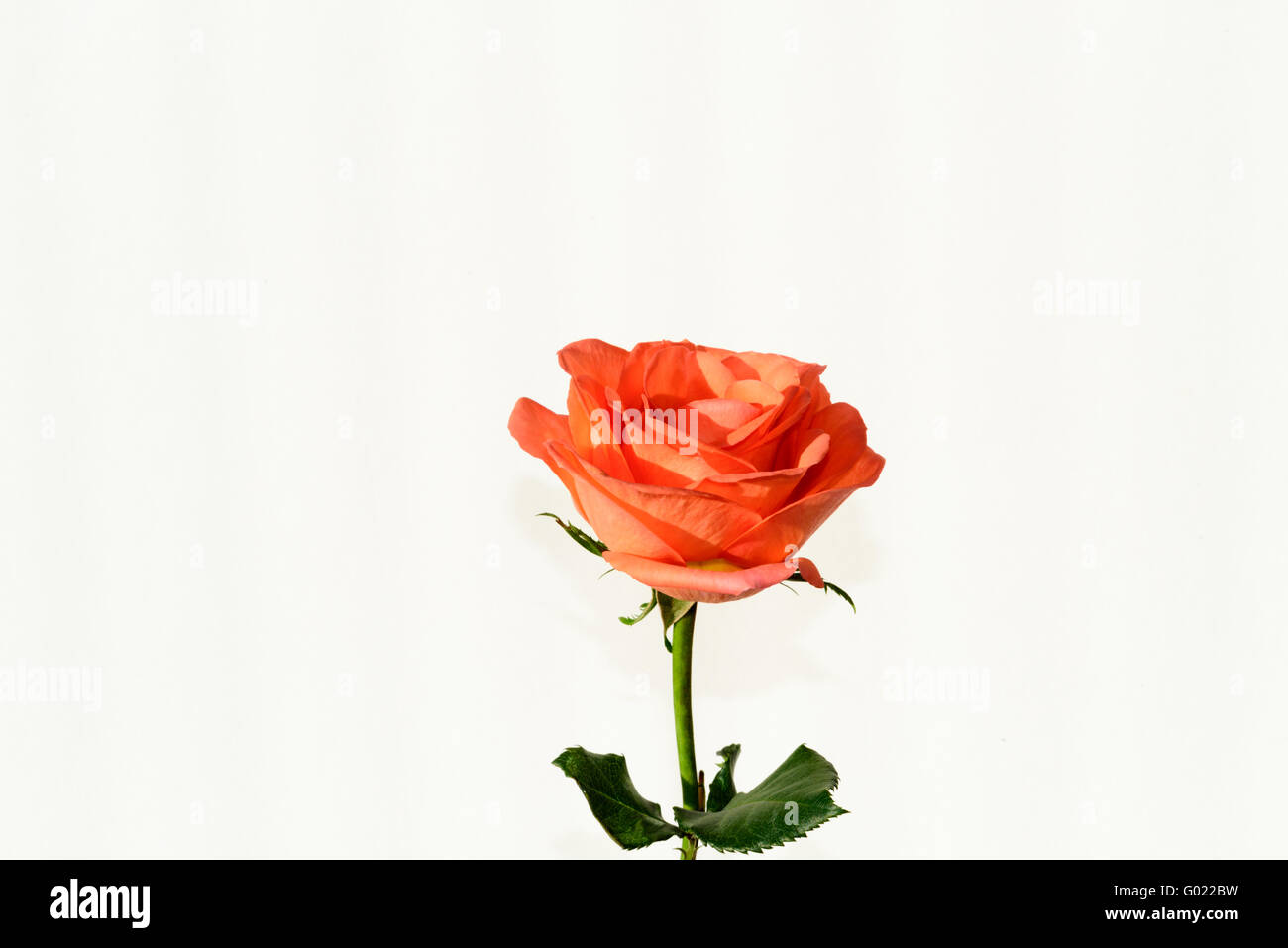 A single peach colored rose with stem and leaves against a white ...