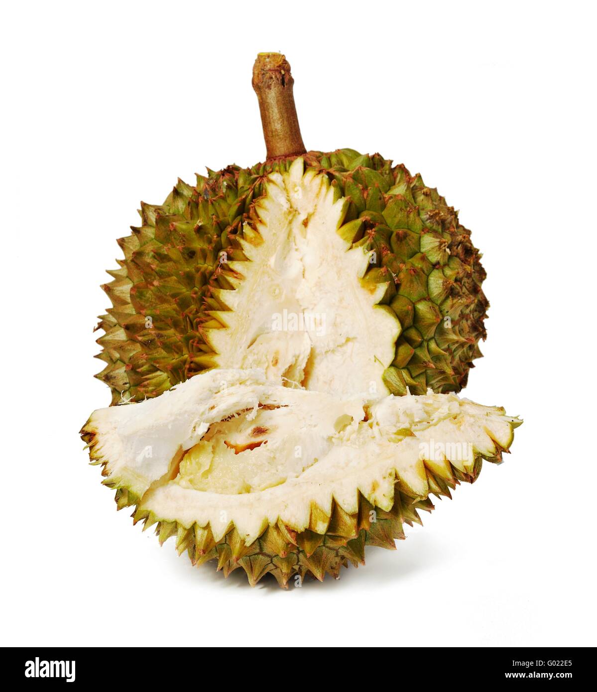 Giant Durian