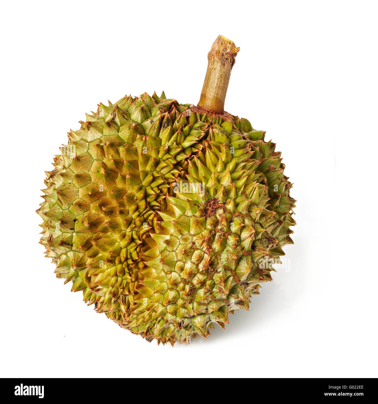 Giant Durian