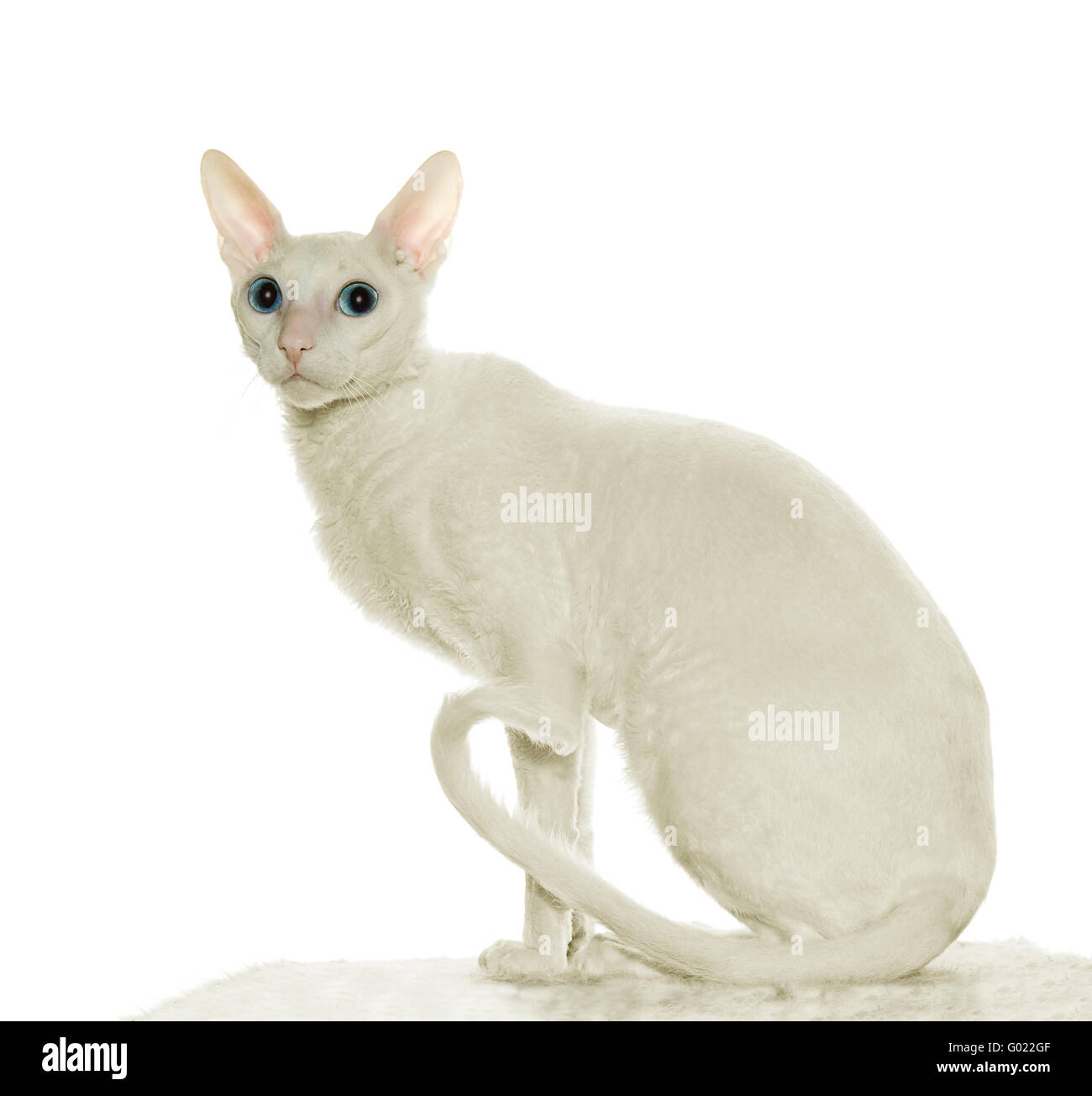White cornish-rex with blue eyes Stock Photo - Alamy