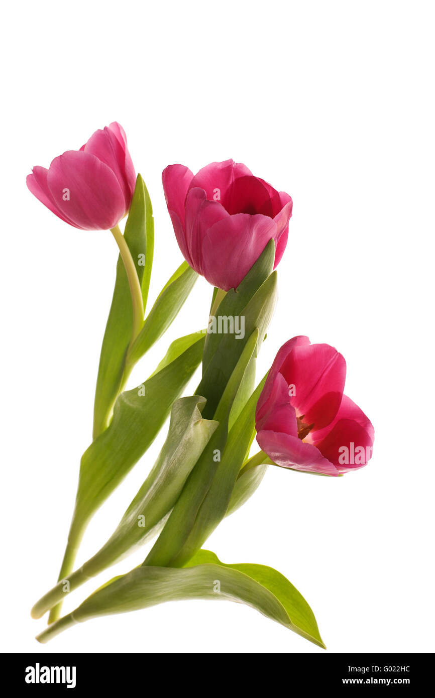 Three pink tulip flowers Cut Out Stock Images & Pictures - Alamy