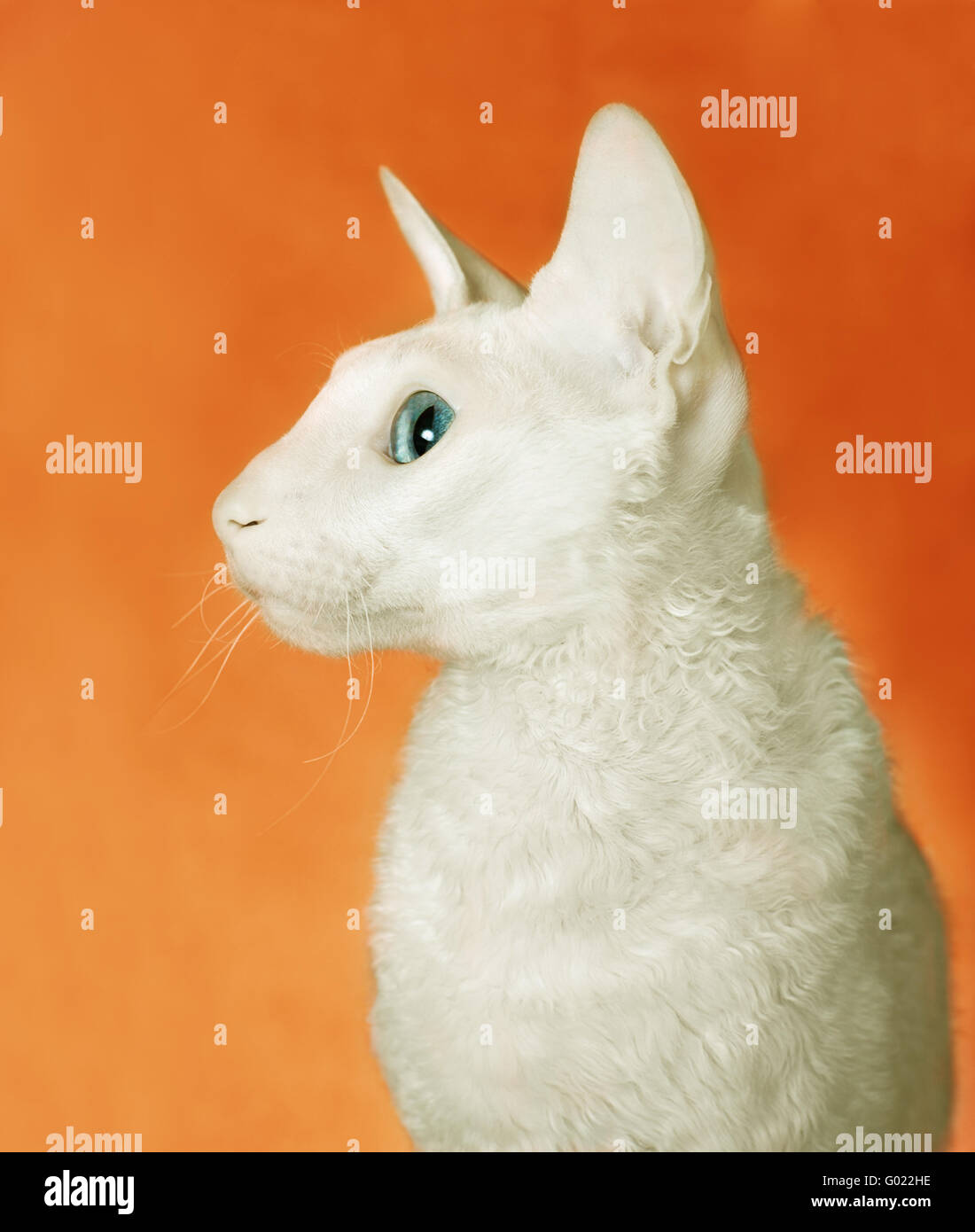 White cornish-rex cat on orange background Stock Photo - Alamy