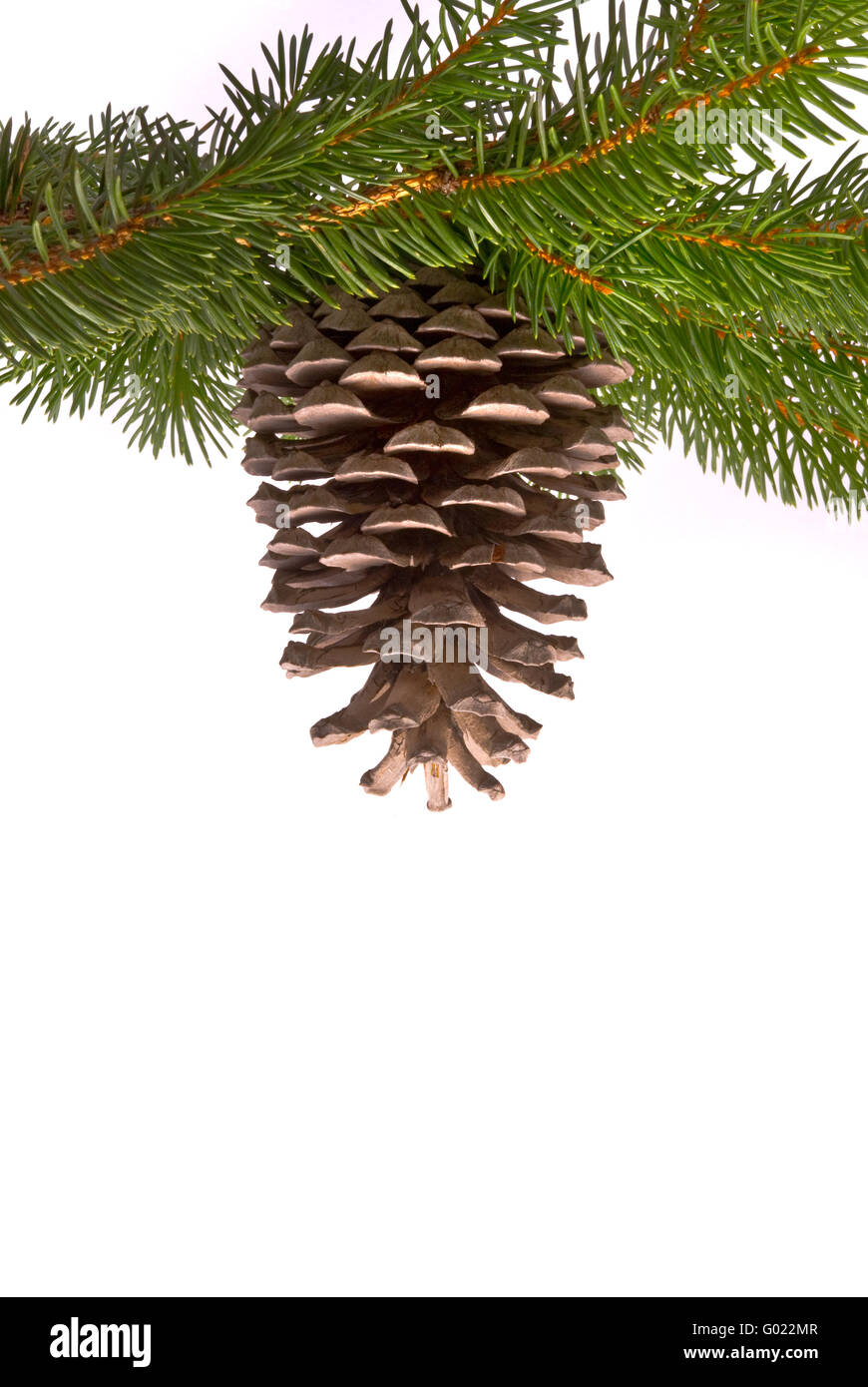 Branch with cone isolated on a white background Stock Photo - Alamy