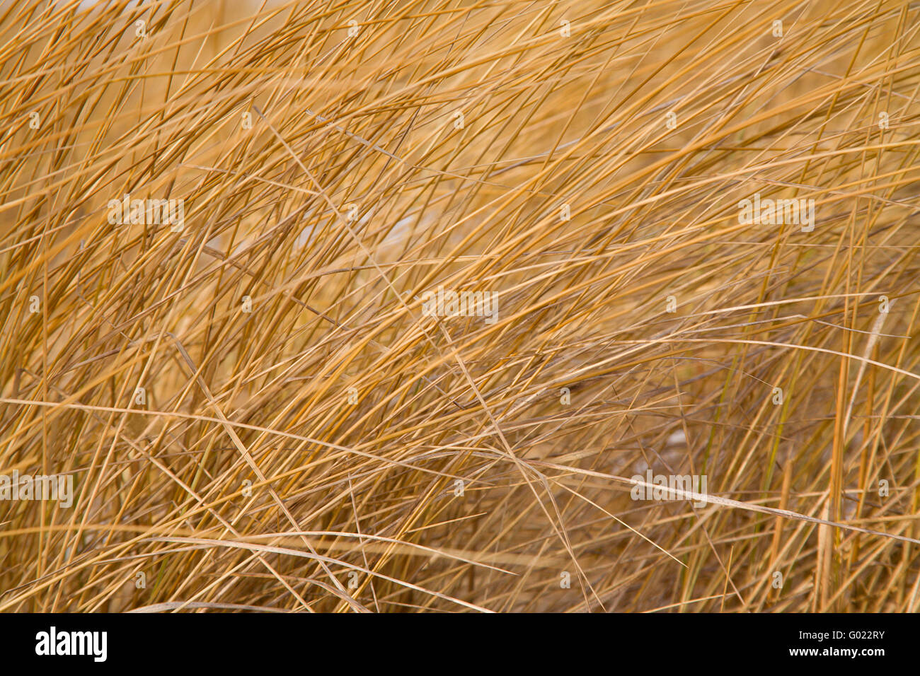 Dry grass background Stock Photo - Alamy