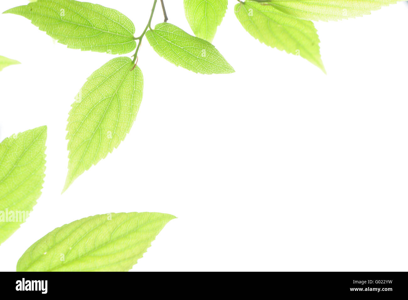 Detailed macro leaves hi-res stock photography and images - Alamy