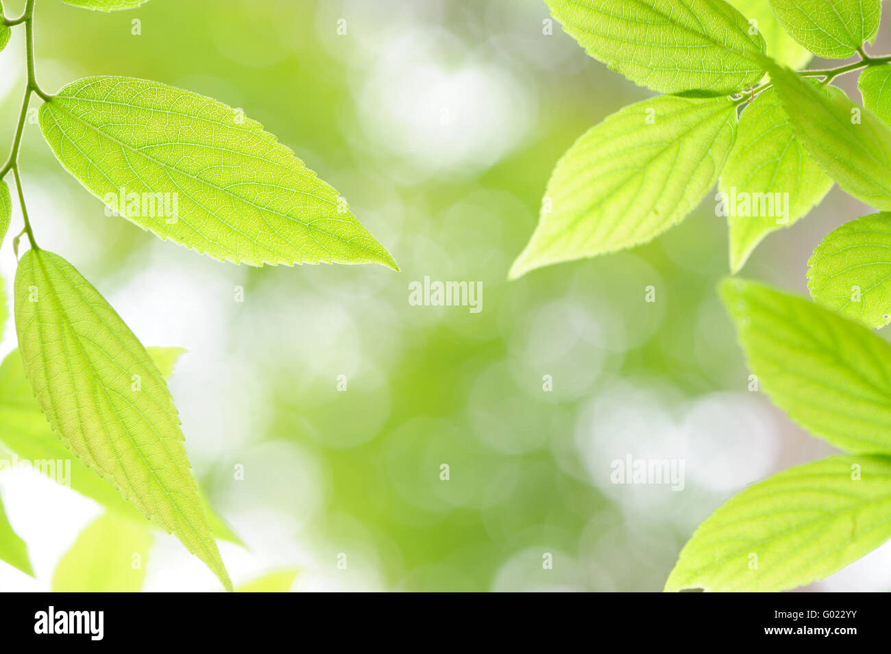 More plant hi-res stock photography and images - Alamy