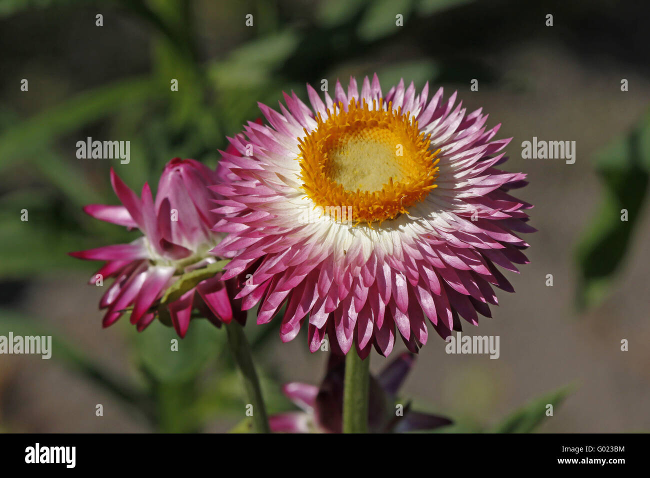 Golden everl hi-res stock photography and images - Alamy