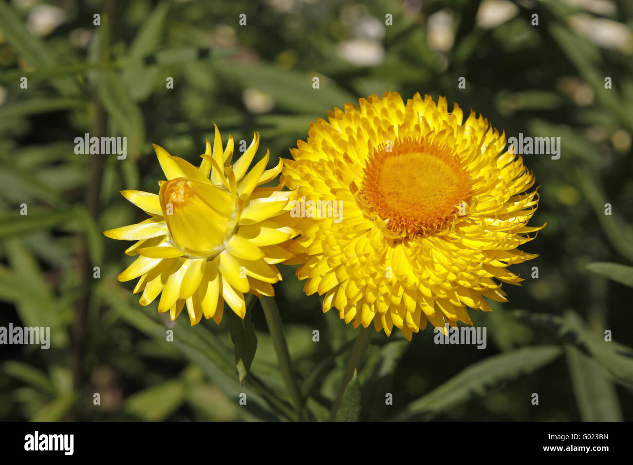 Helichrysum bracteatum, straw flower garden - Golden Everlasting Stock ...