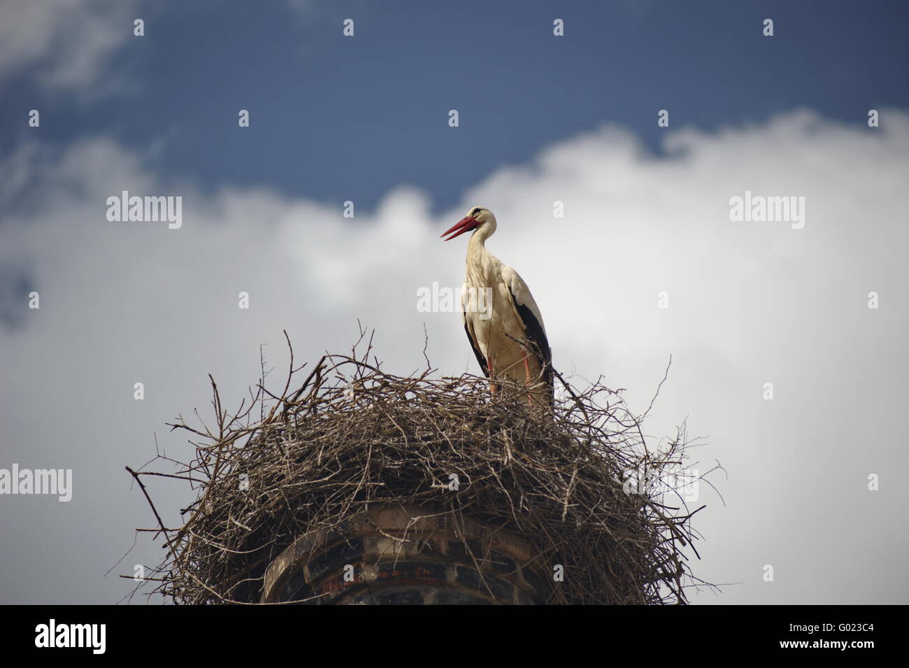 Stork brooding hi-res stock photography and images - Alamy