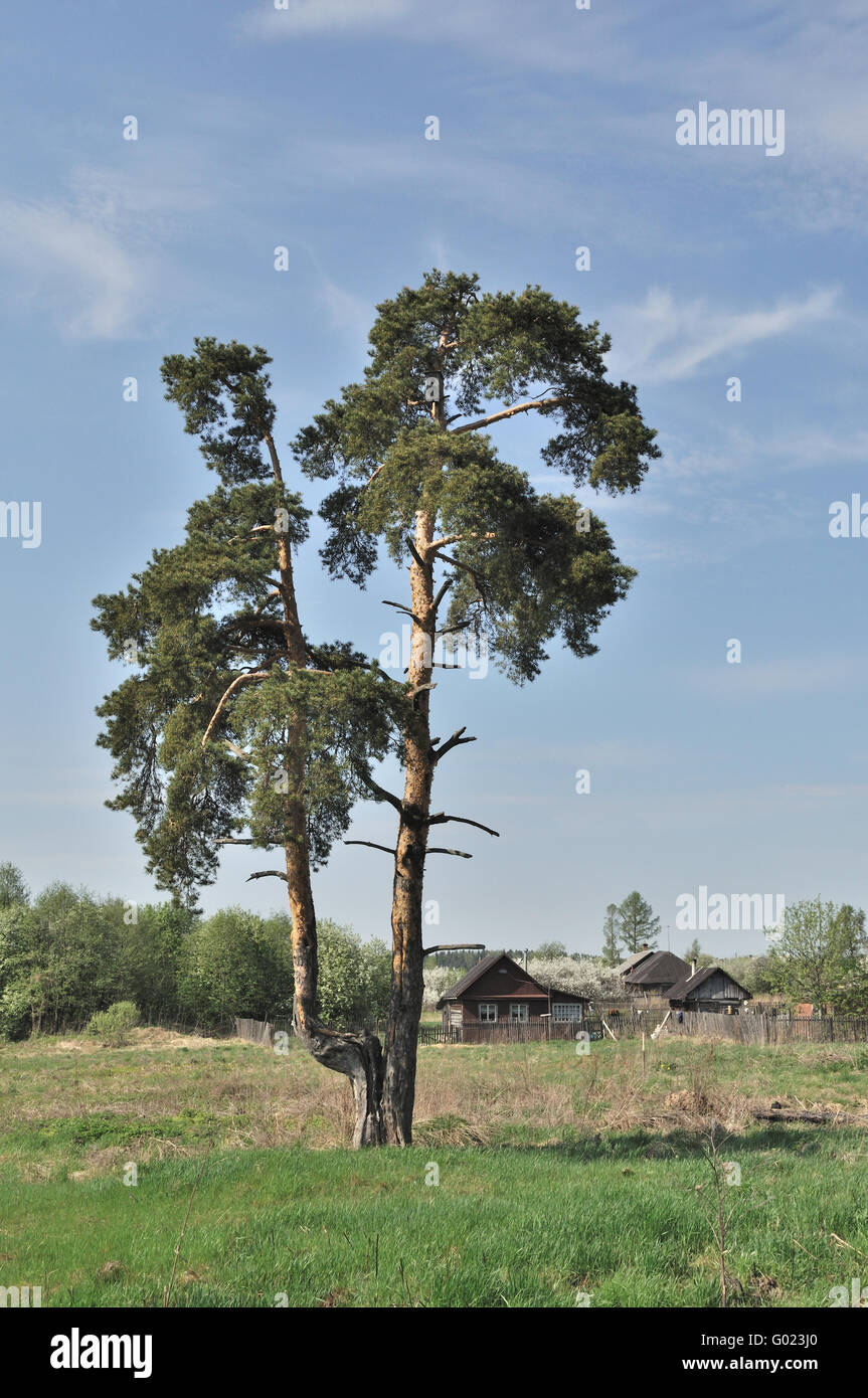 Solitary pine tree on outskirts of russian village in spring time Stock ...
