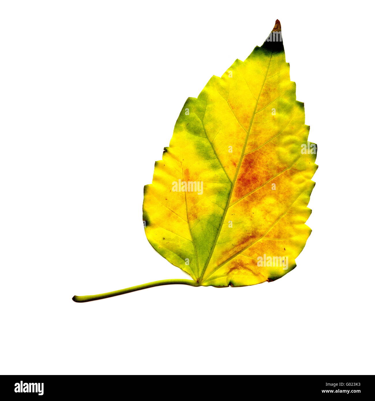 Golden leaf isolated on white background Stock Photo - Alamy