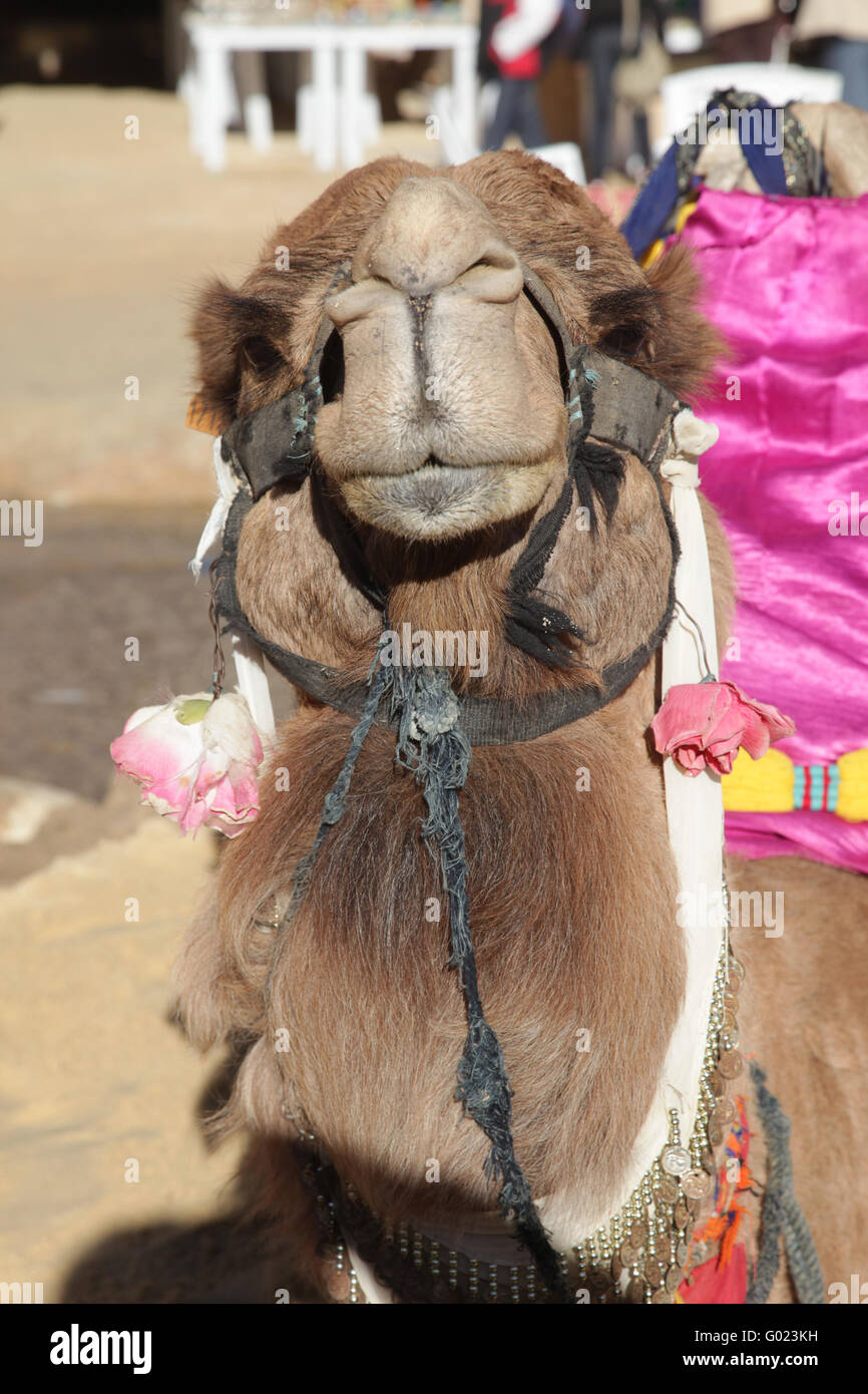 Camel with a bridle hi-res stock photography and images - Alamy