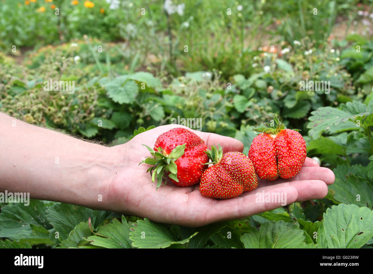 Fresh picked strawberries held over strawberry plants Stock Photo - Alamy