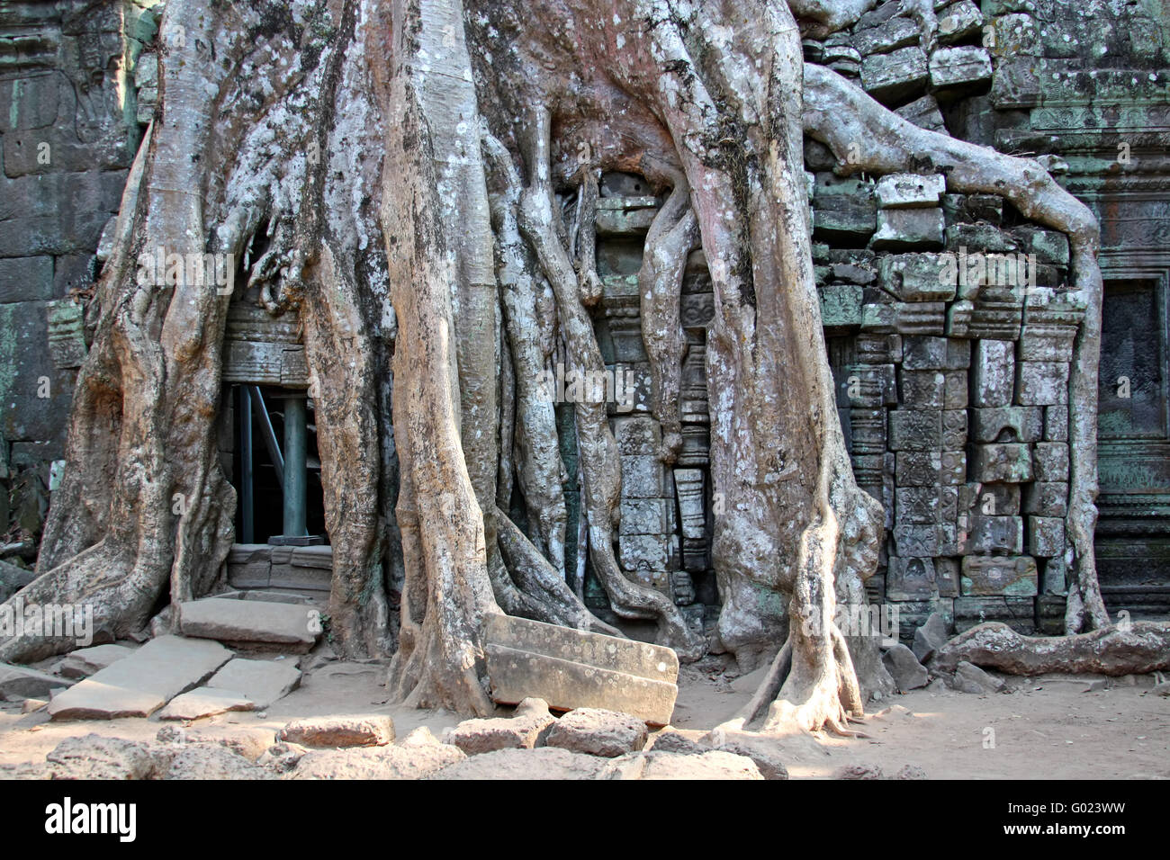 Banyan trees grow from the crumbling temple walls of the ancient Khmer ...