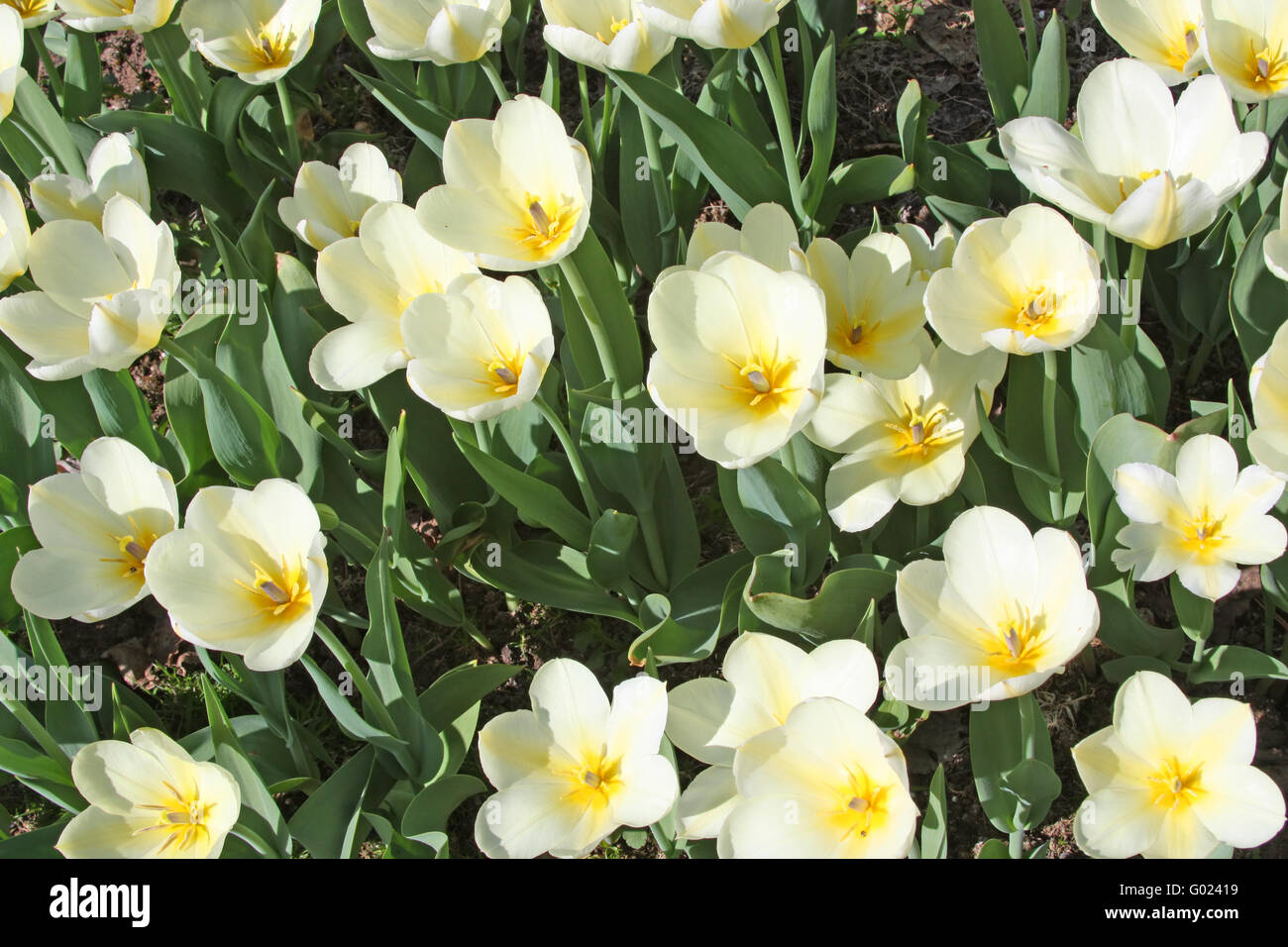 Spring flowers - white tulips in flower bed. Purissima variety Stock ...