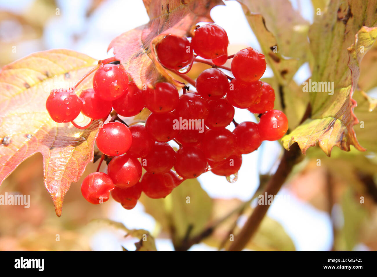Harvest of snowball tree (also known as Viburnum opulus or Arrow-wood ...