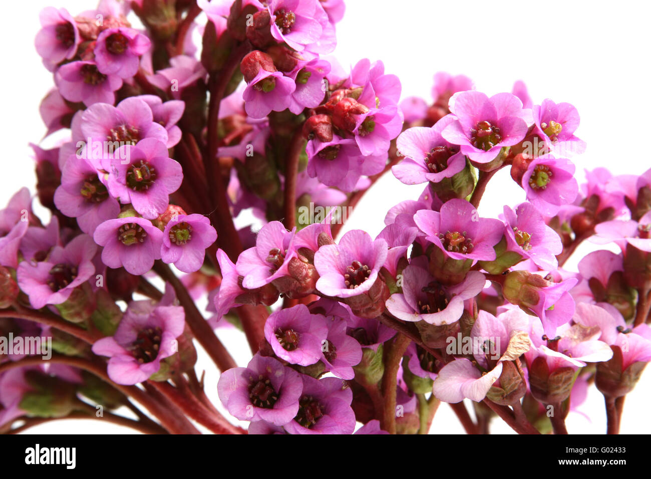 Bergenia crassifolia - beautiful purple flower. Isolated on white Stock ...