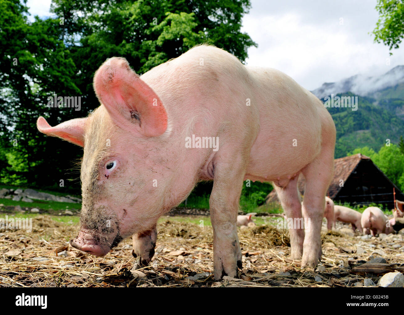 Cute pigs art hi-res stock photography and images - Alamy