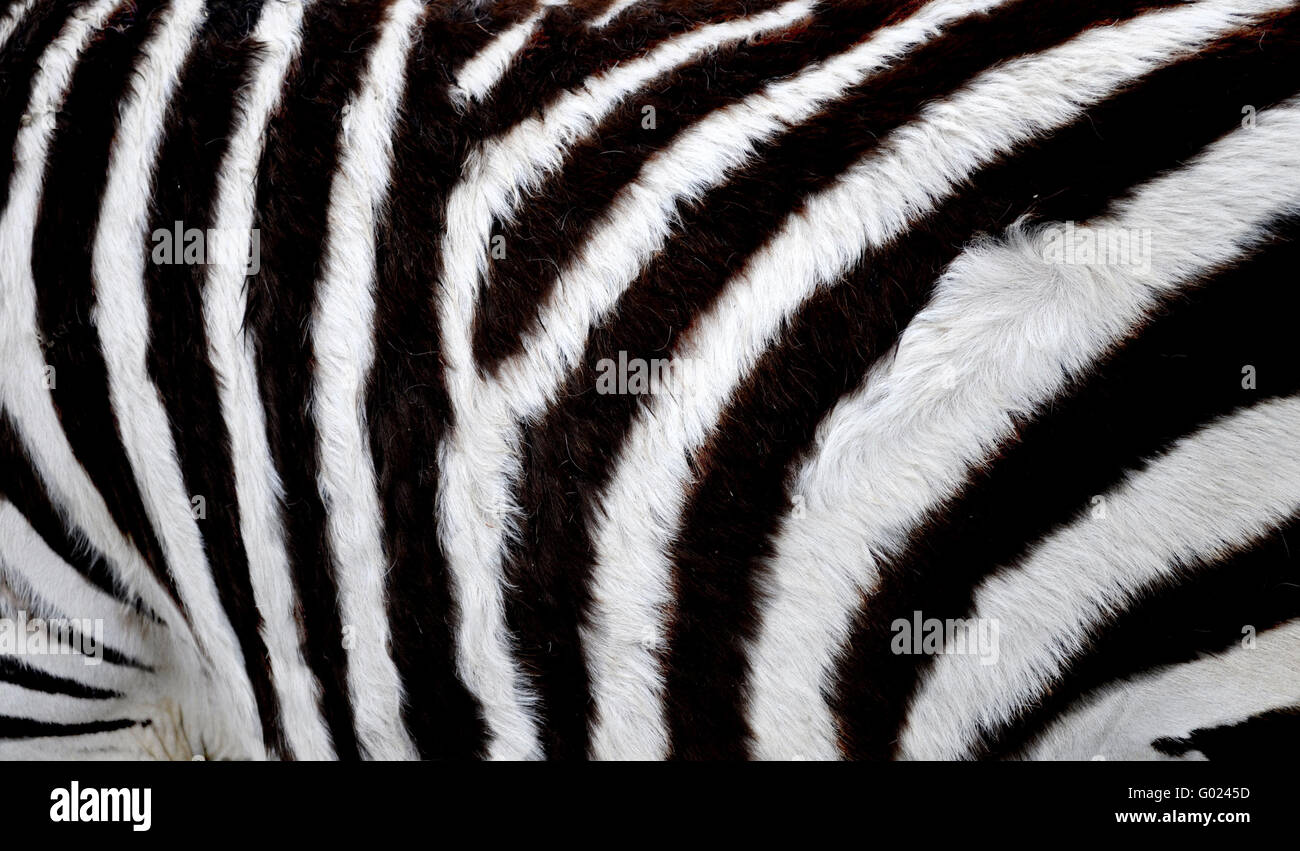 Close view on the skin of a zebra Stock Photo - Alamy