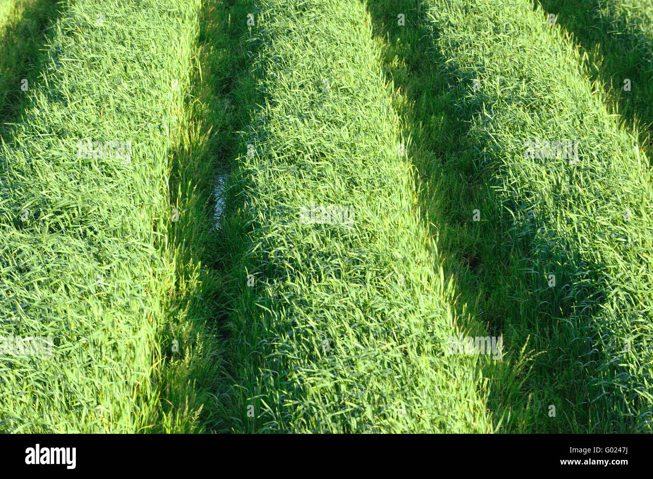 green grass field Stock Photo - Alamy