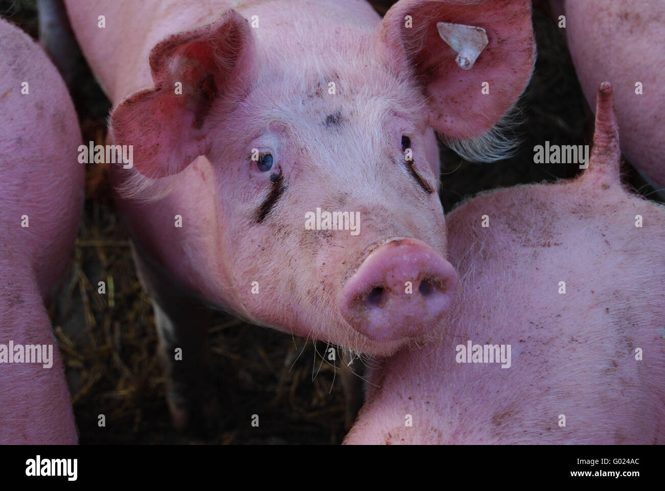 young pig looking up in a stable Stock Photo - Alamy