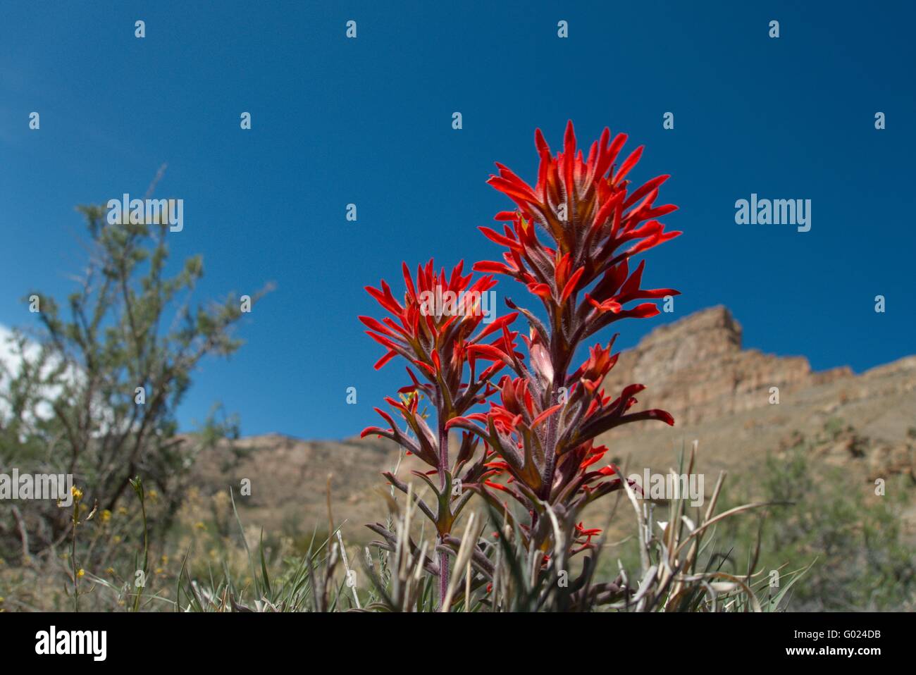 Indian paintbrush desert hi-res stock photography and images - Alamy