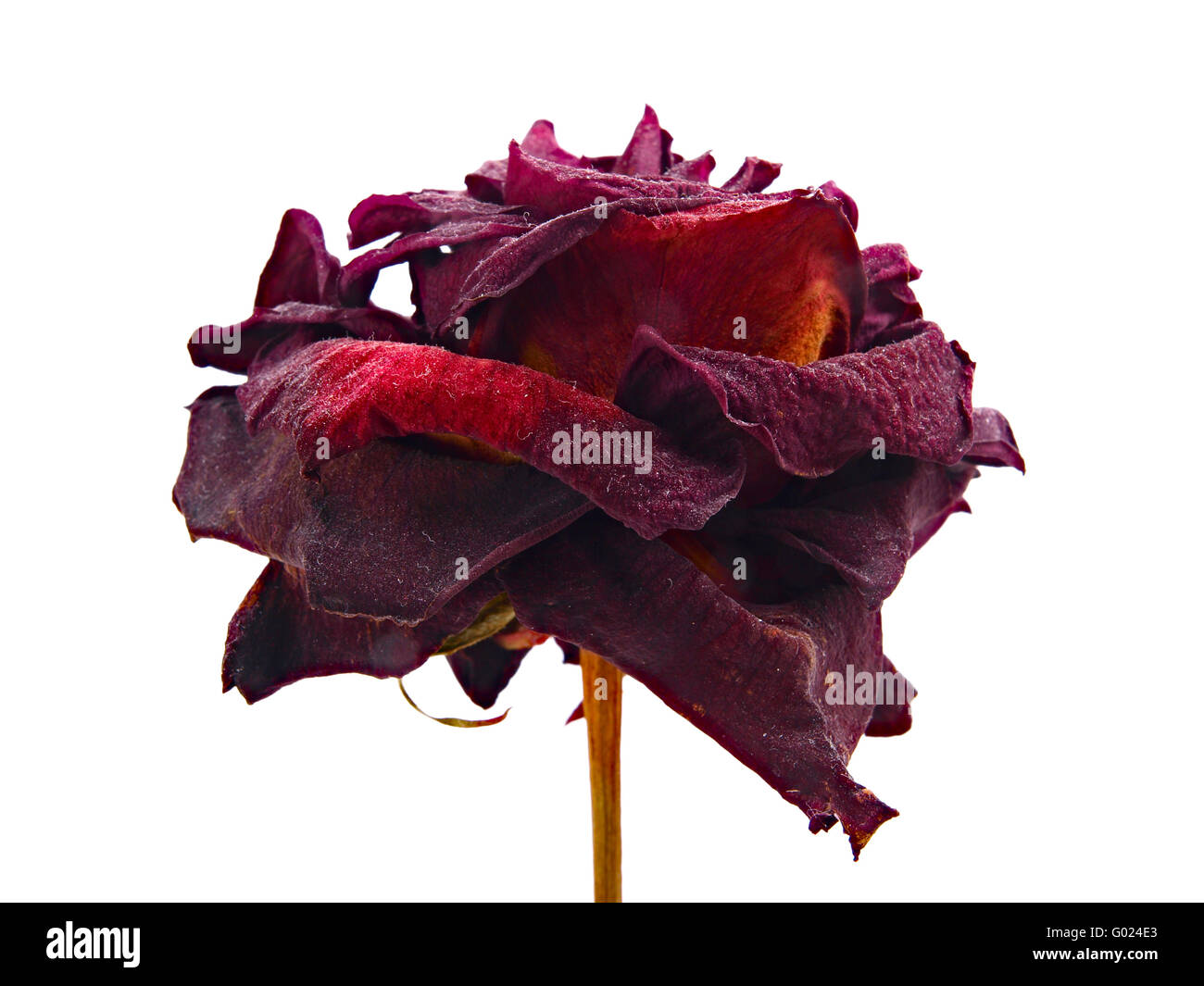 Longlasting flower hi-res stock photography and images - Alamy