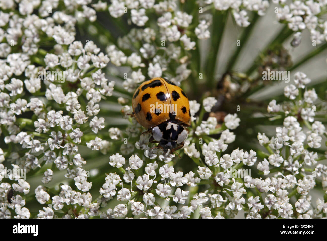 Harmonia axyridis, Asian ladybug on Umbelliferae Stock Photo - Alamy