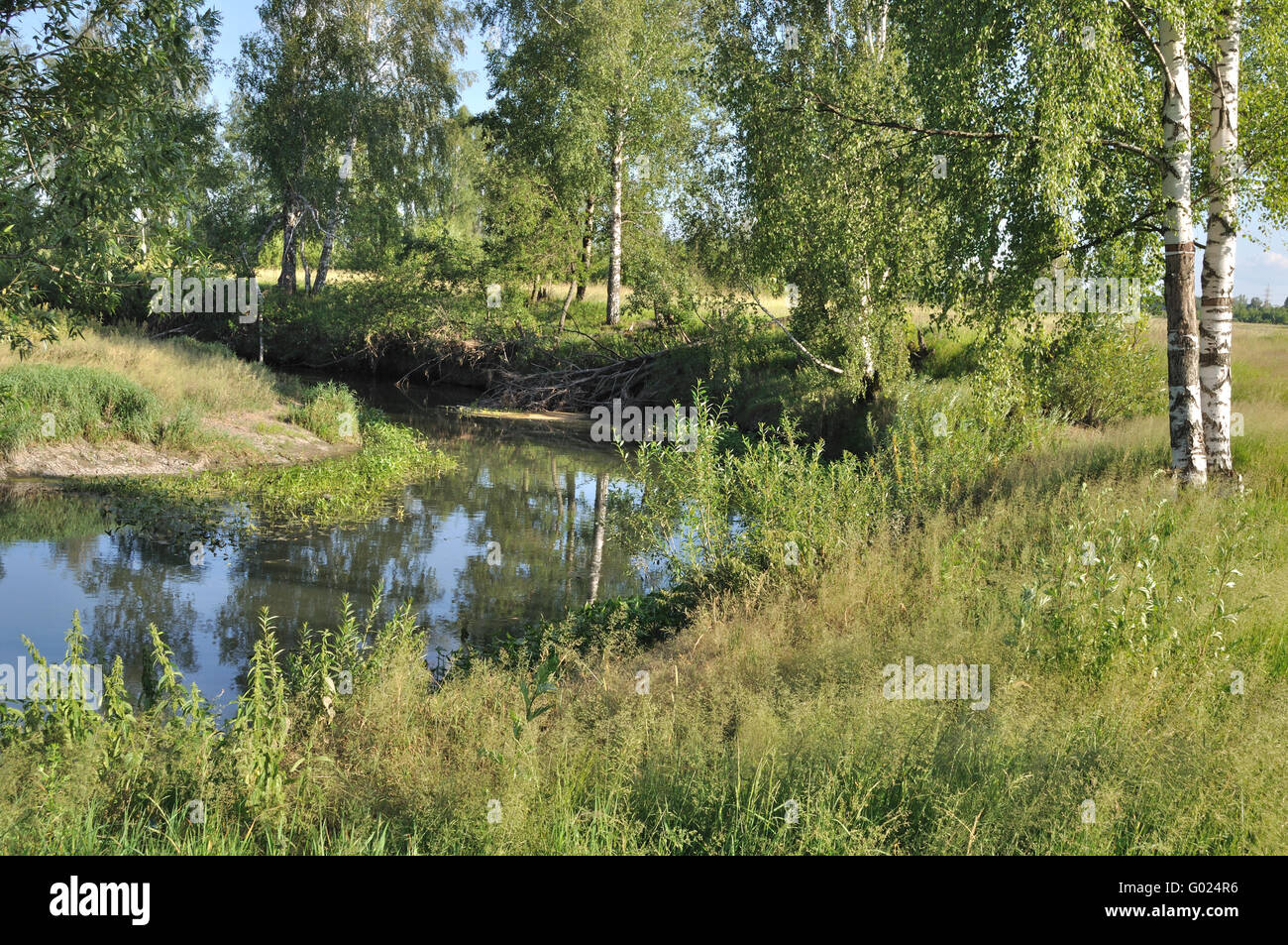 View of river bench with birch trees in summer time Stock Photo - Alamy