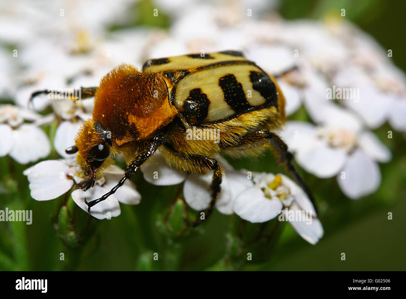 Insekteninsekt hi-res stock photography and images - Alamy