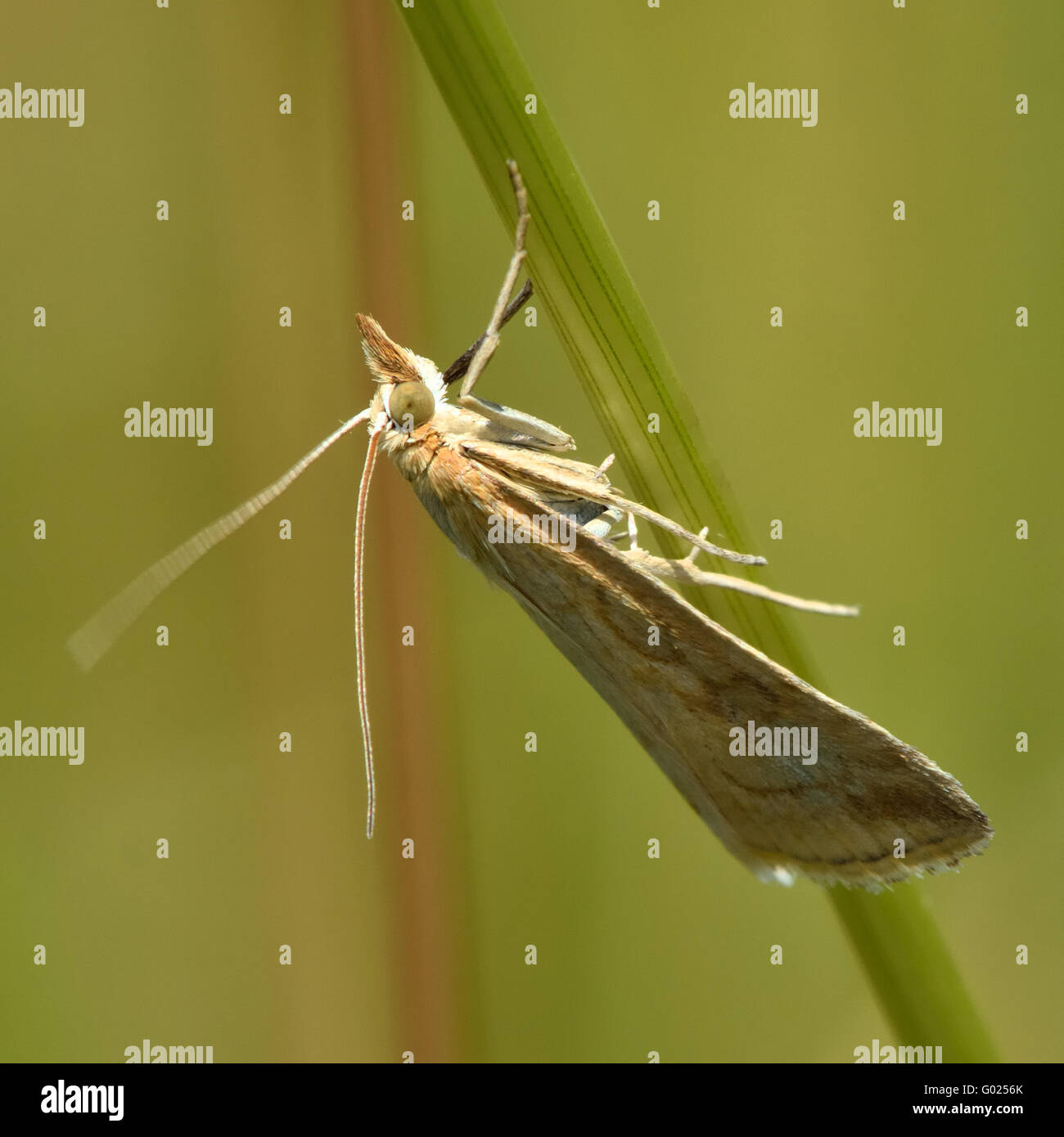 Udea lutealis micro moth. Small insect in the family Crambidae, known ...