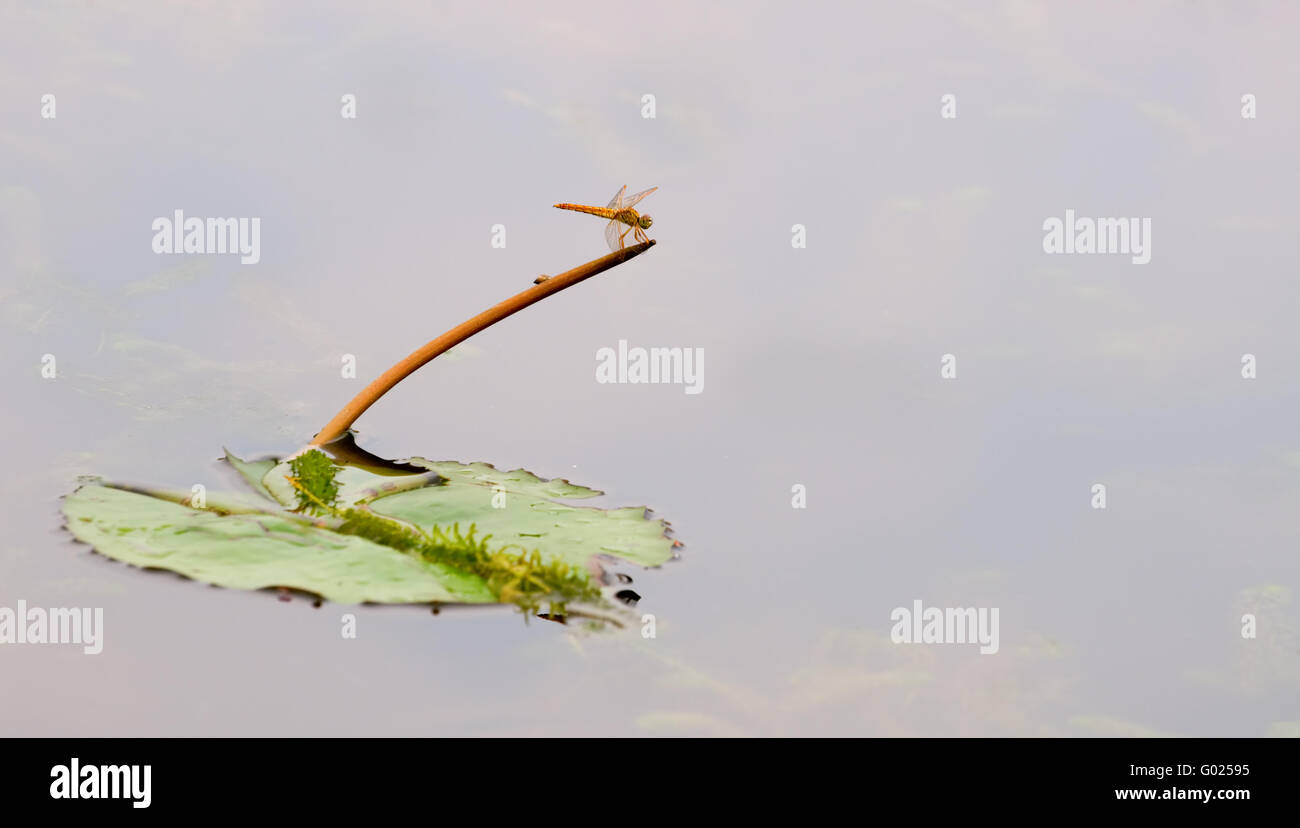 Lotus stalk hi-res stock photography and images - Alamy