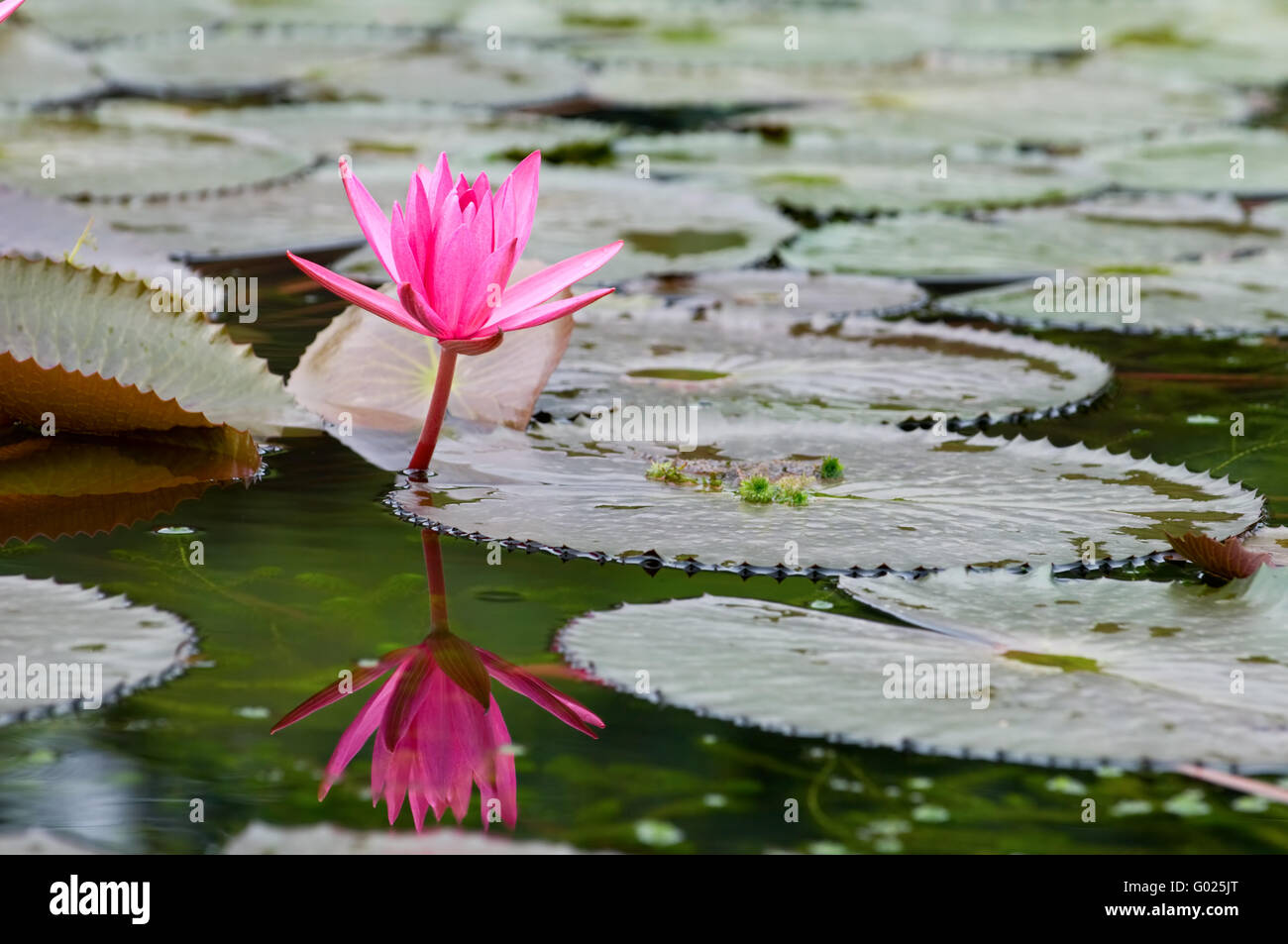 A single pink water lily with reflection over water Stock Photo - Alamy