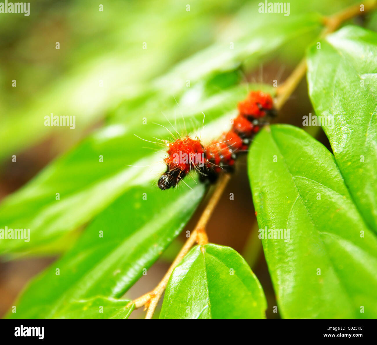 Giant red shaggy caterpillar Stock Photo - Alamy